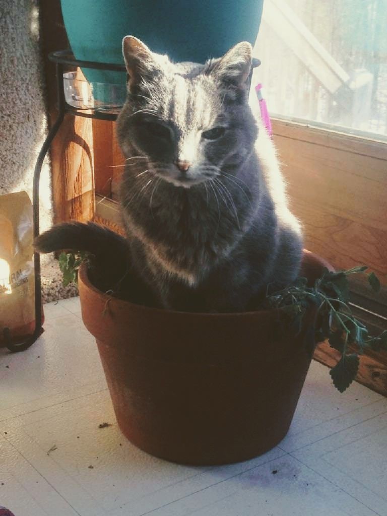 My Old Lady Scrolller