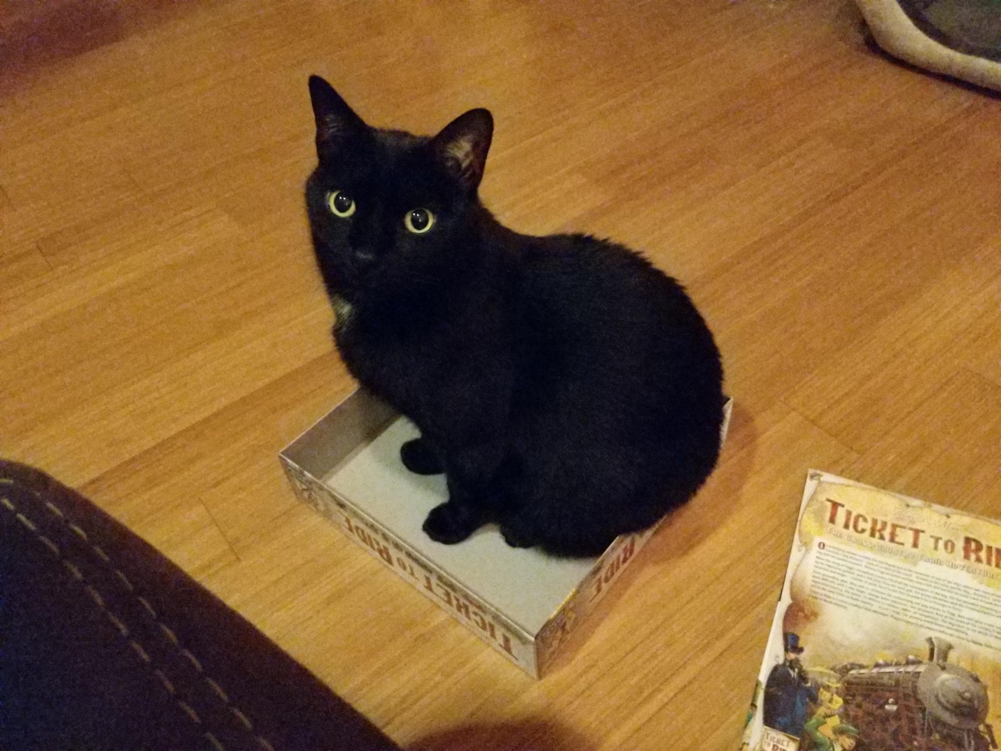 My other gaming partner, they are magnets to new boxes! | Scrolller