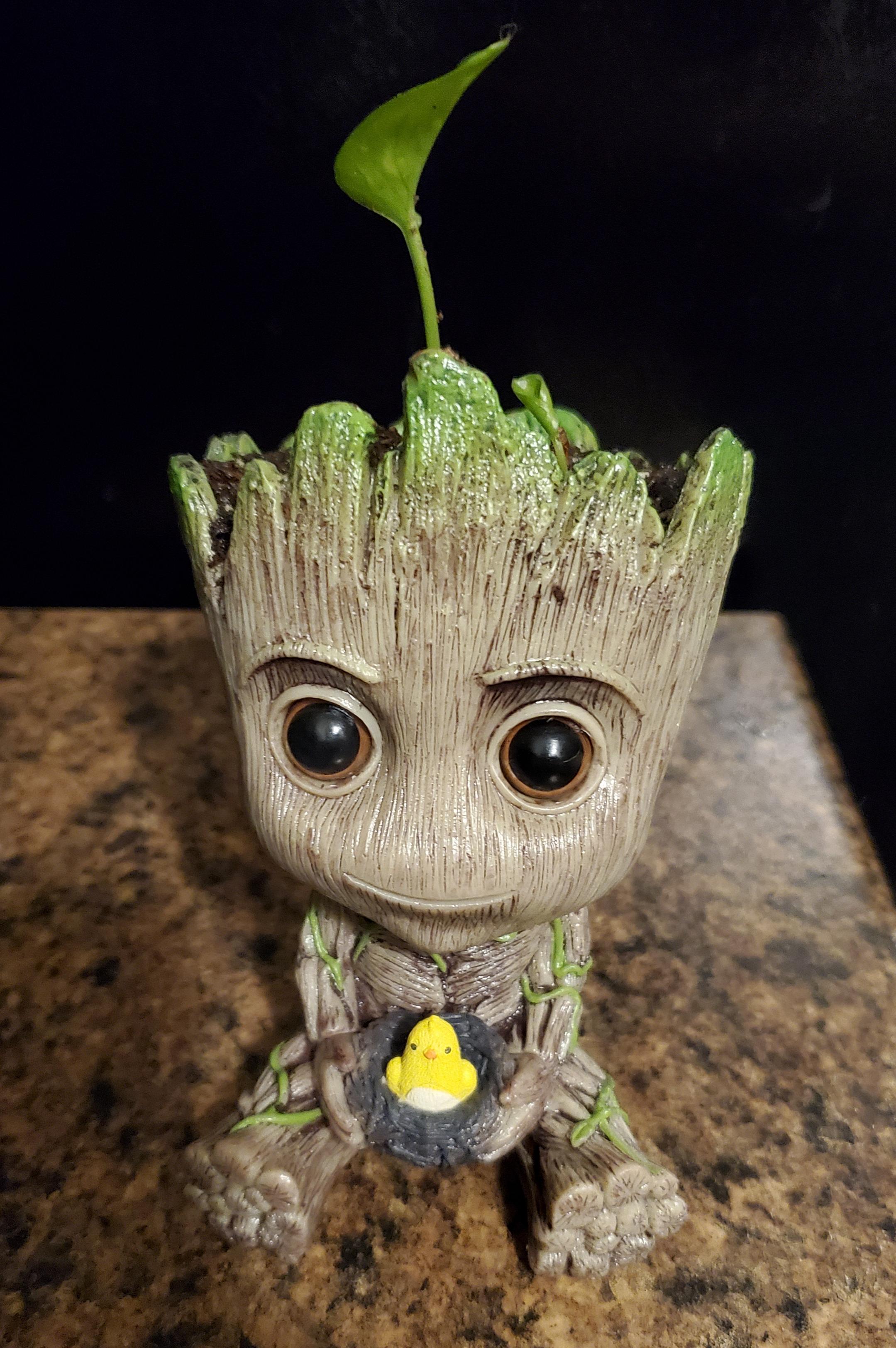 My own baby Groot! | Scrolller