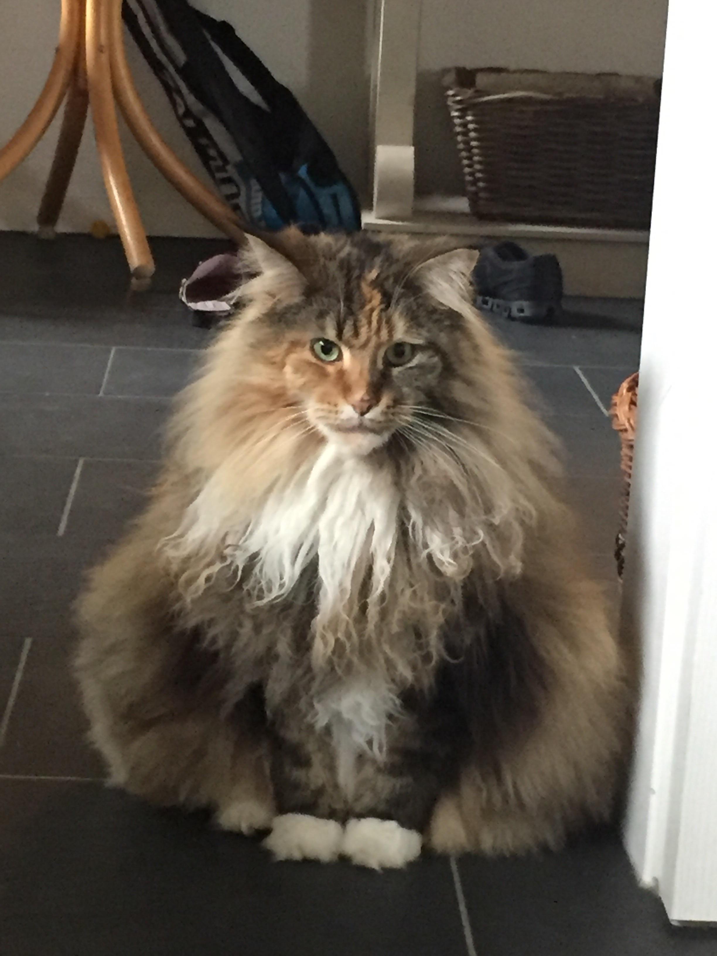 My Parents‘ Absolute Unit of a Floof | Scrolller
