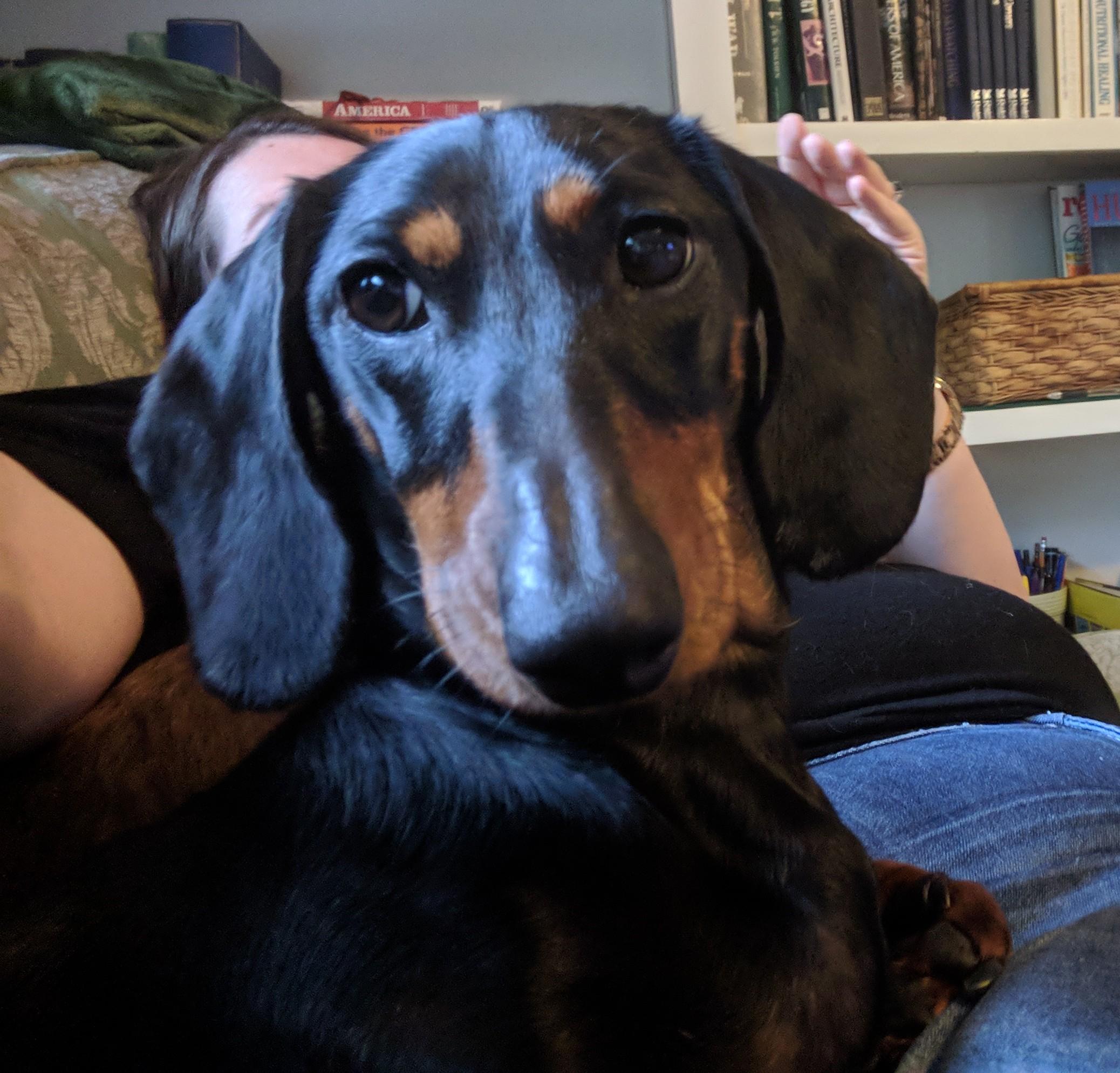 My parents' precious boy, Teddy | Scrolller