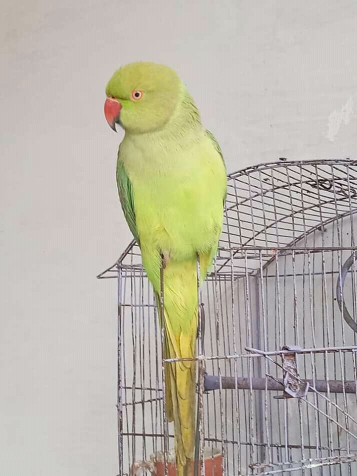 My parrot. | Scrolller