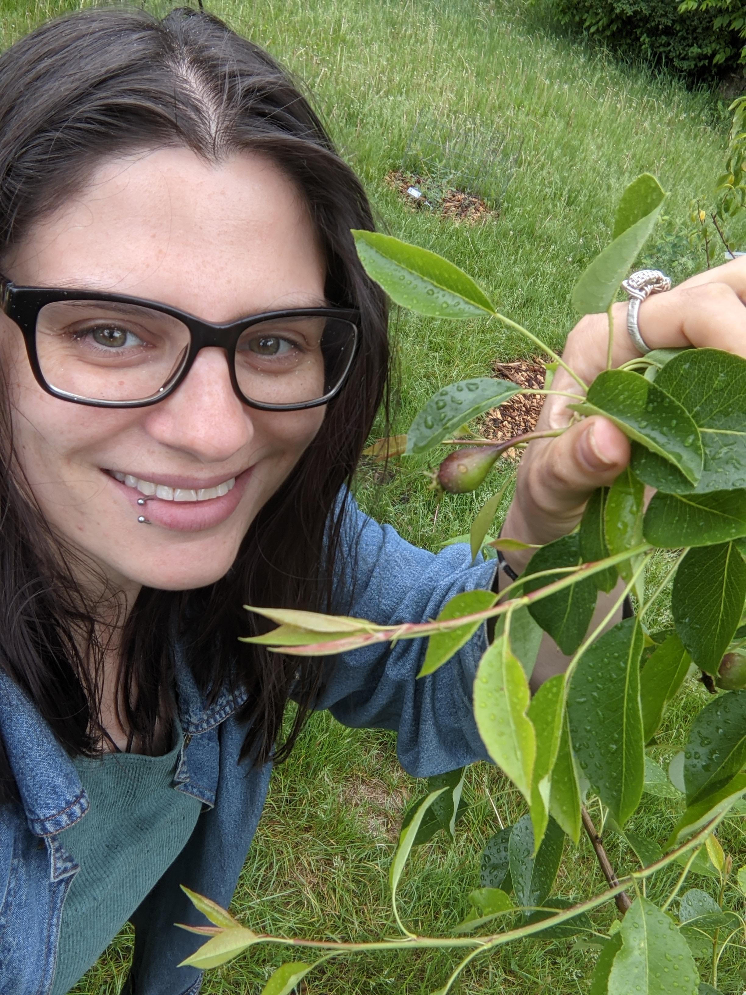 My pears are fruiting for the first time and only a year after I planted them!!! | Scrolller