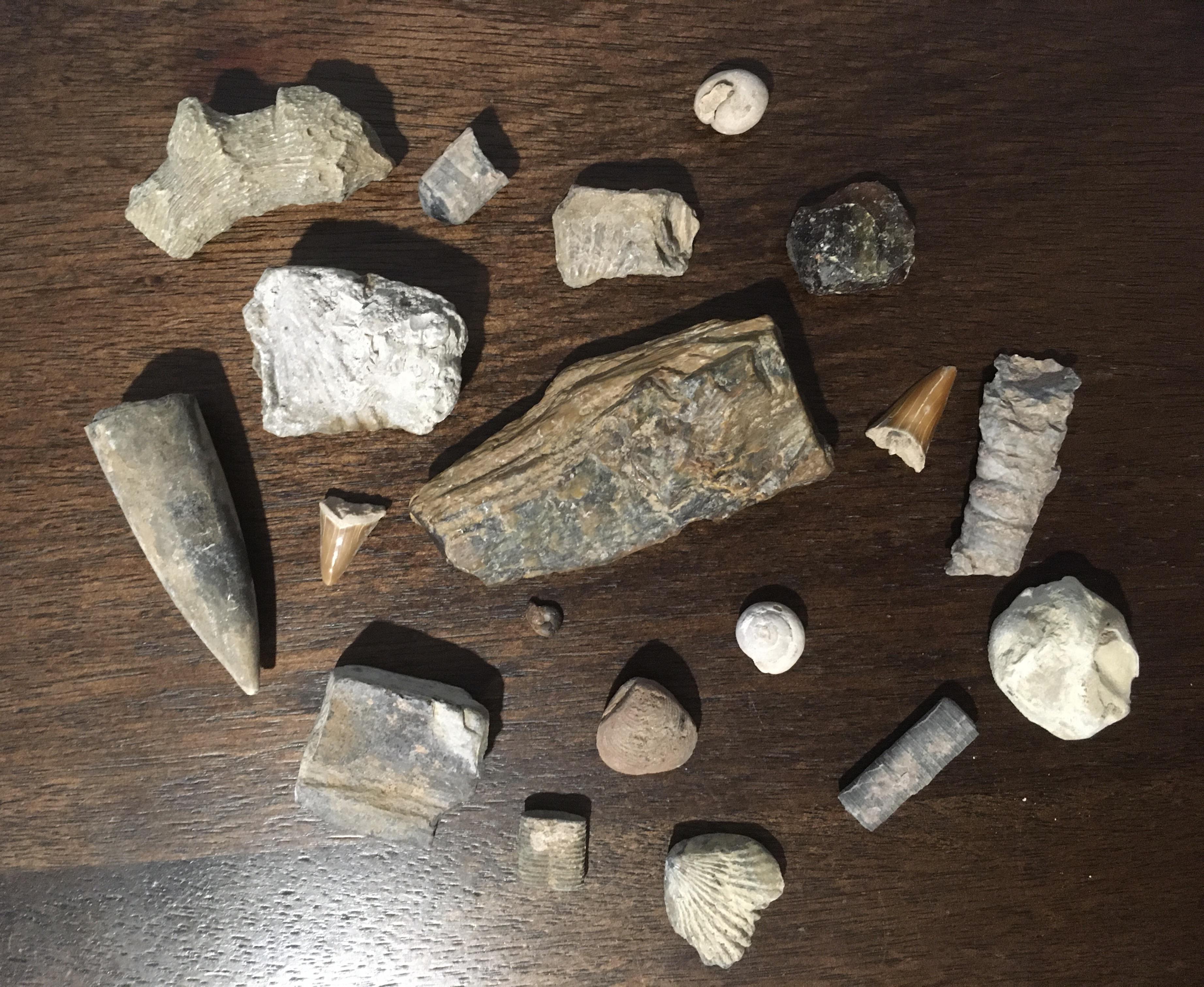 My Personal Fossil Collection | Scrolller