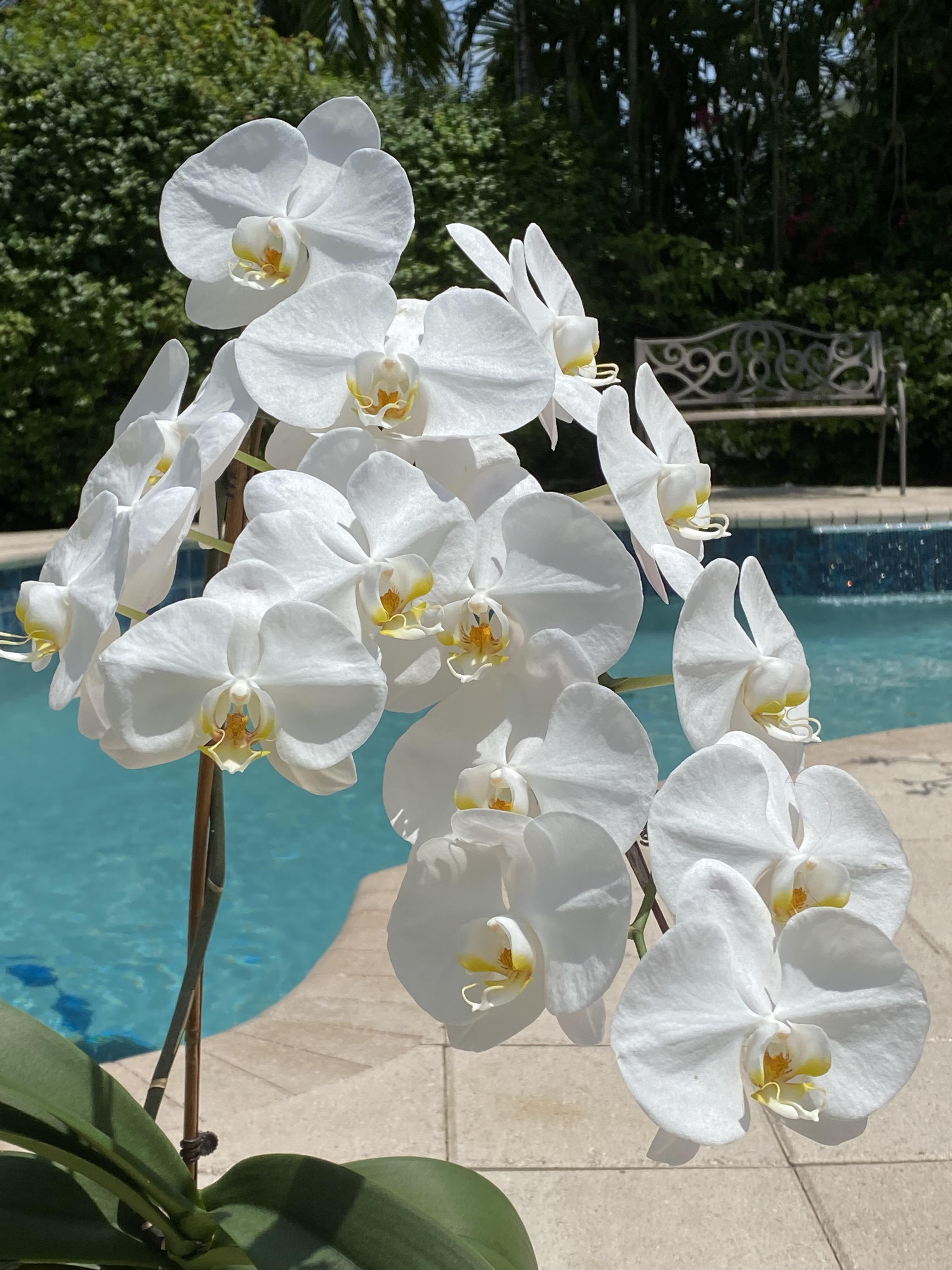 My Phal is so elegant. | Scrolller