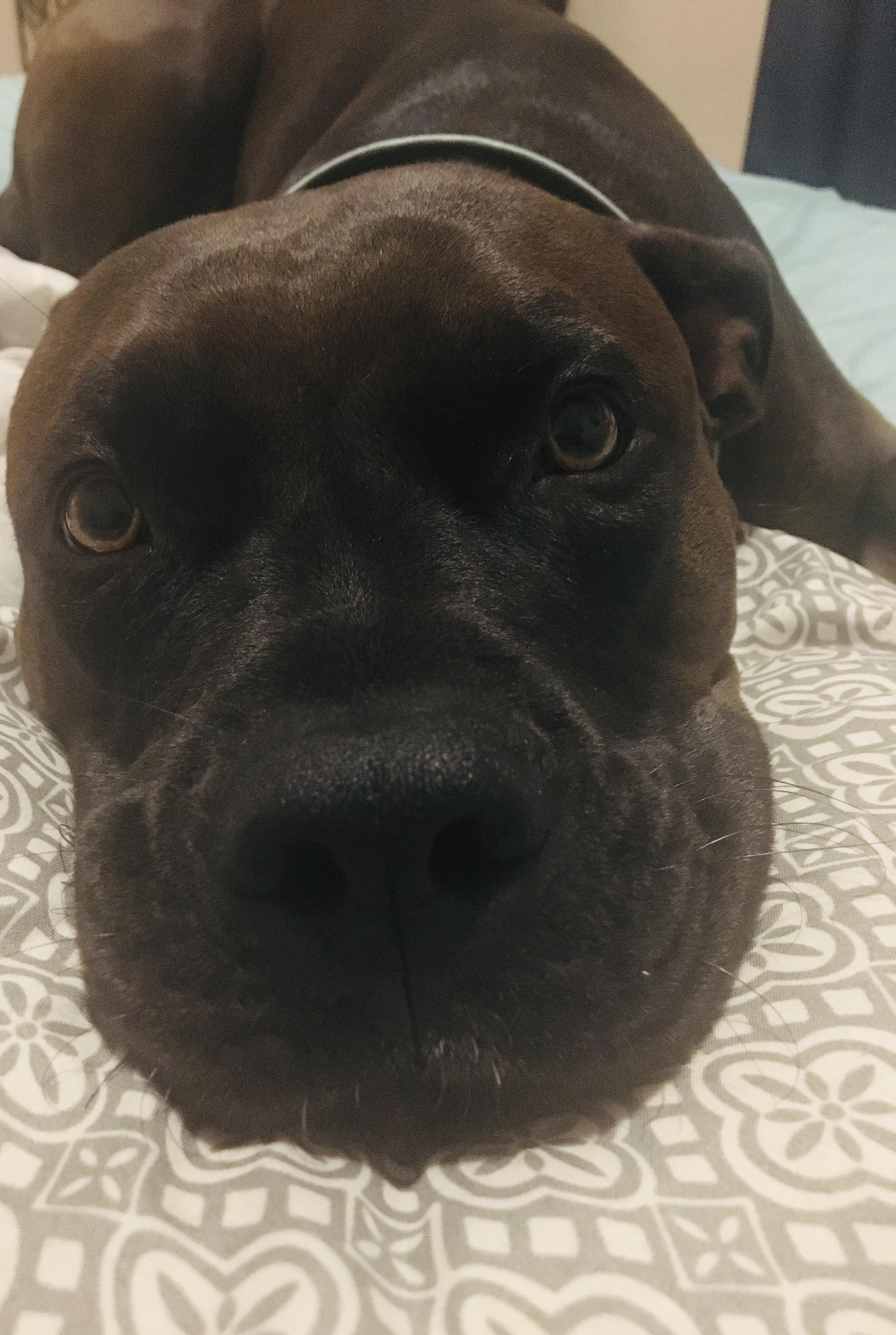 My pit bull and her giant snoot | Scrolller