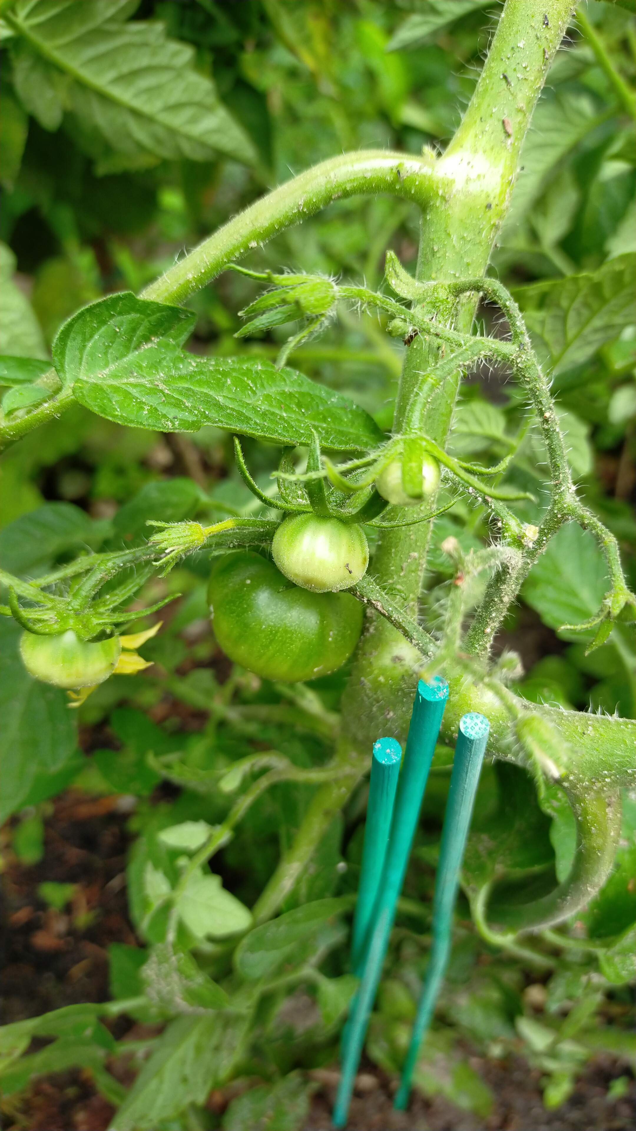 My plant grow | Scrolller