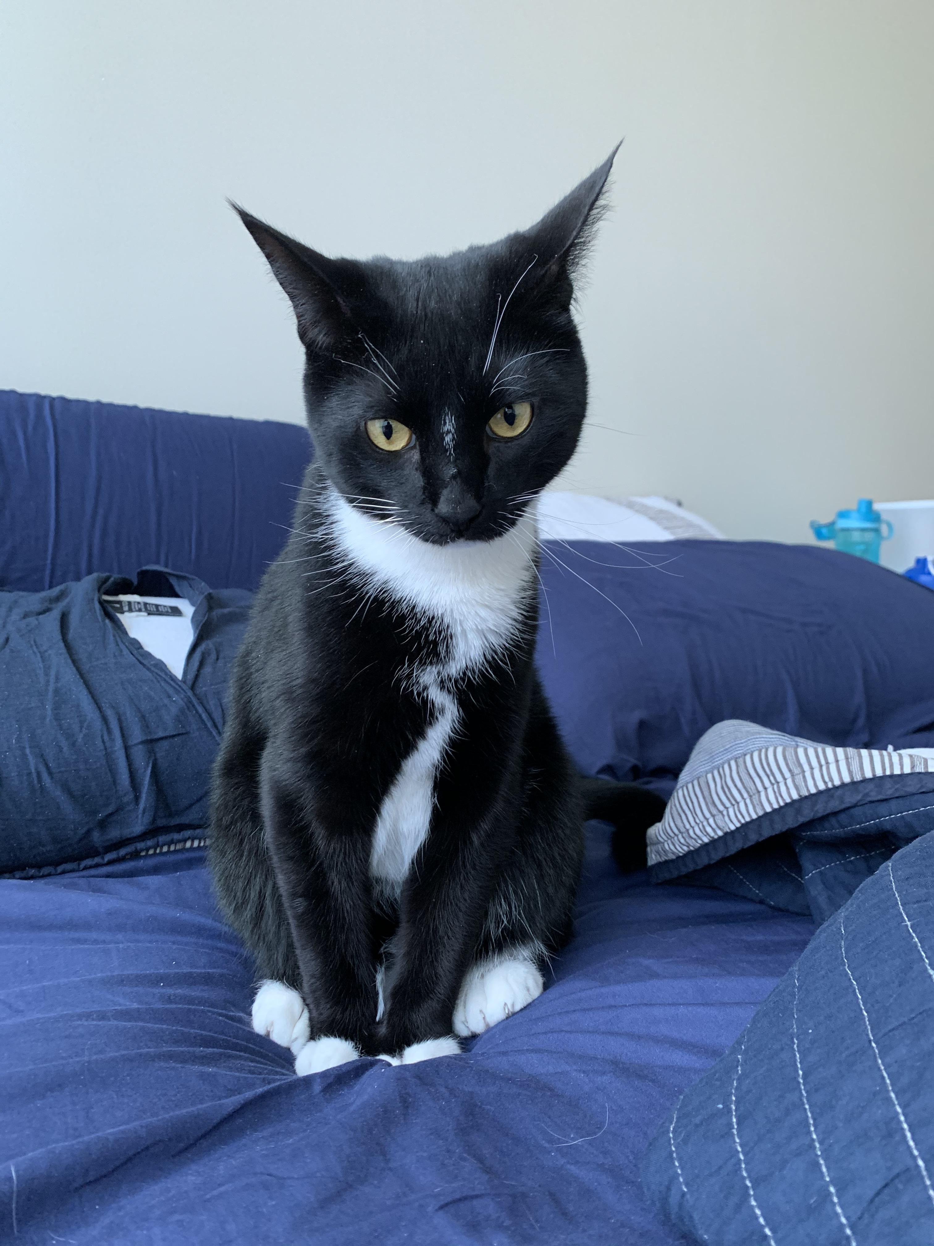 My pointy eared boy | Scrolller