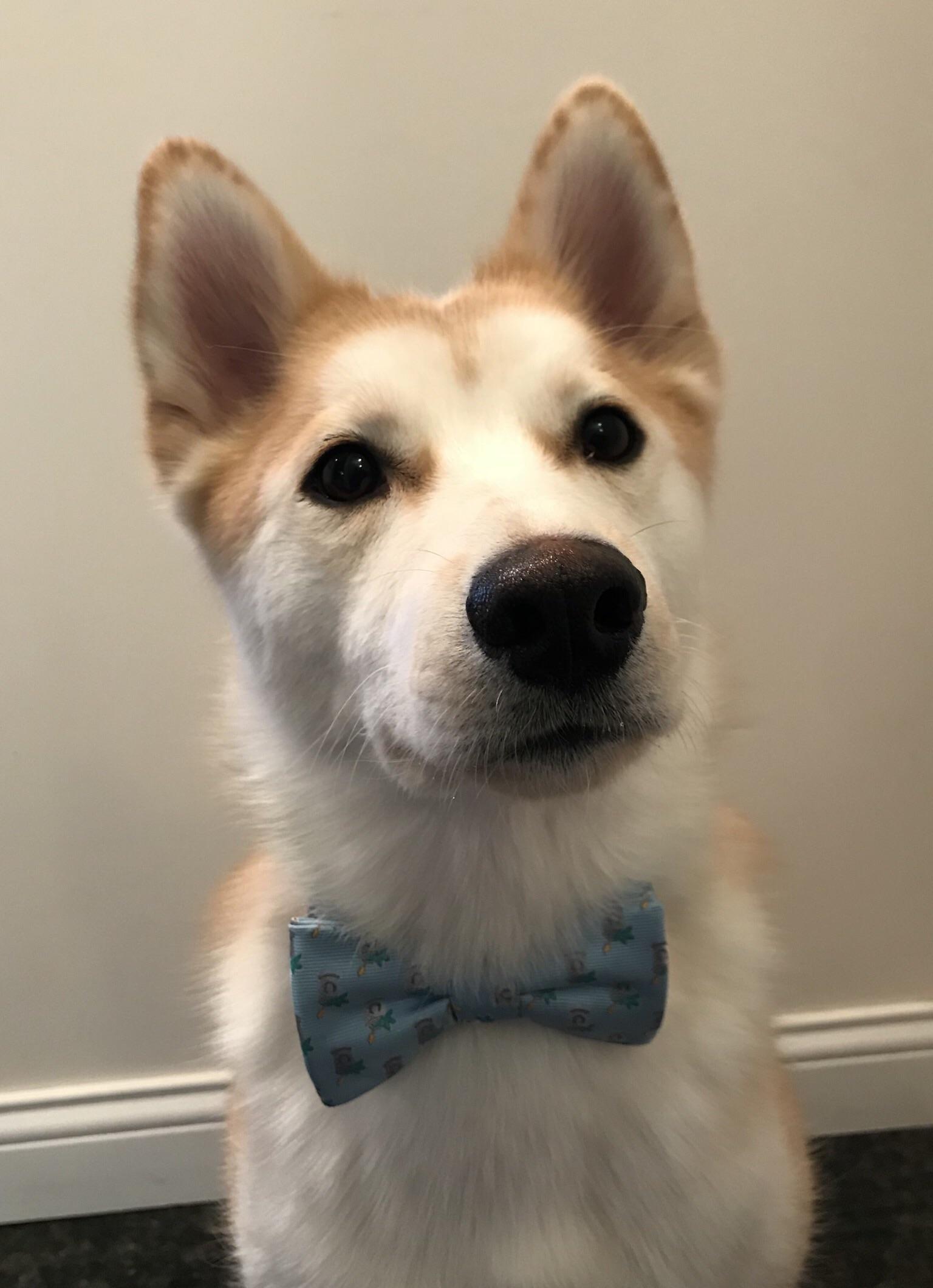 My pomsky Buck looking dapper! | Scrolller