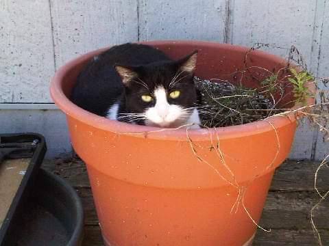 My potted Juliet | Scrolller