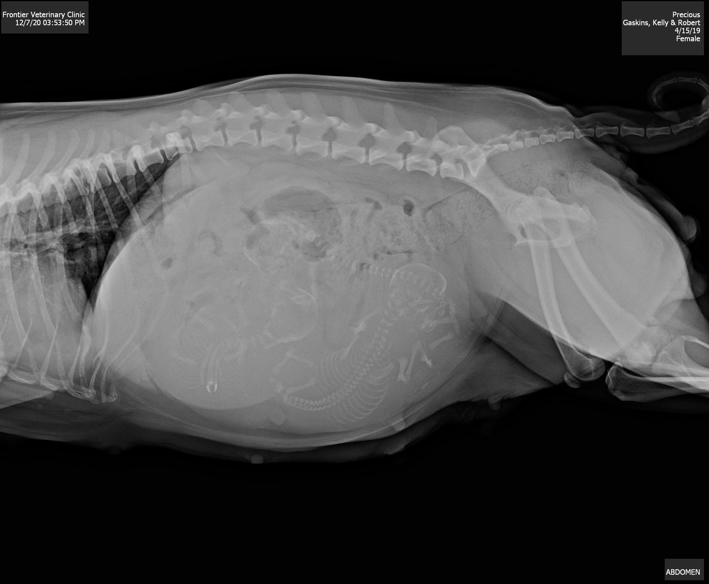 My Precious has three healthy pups inside. She’s healthy and ready to go any time now! | Scrolller