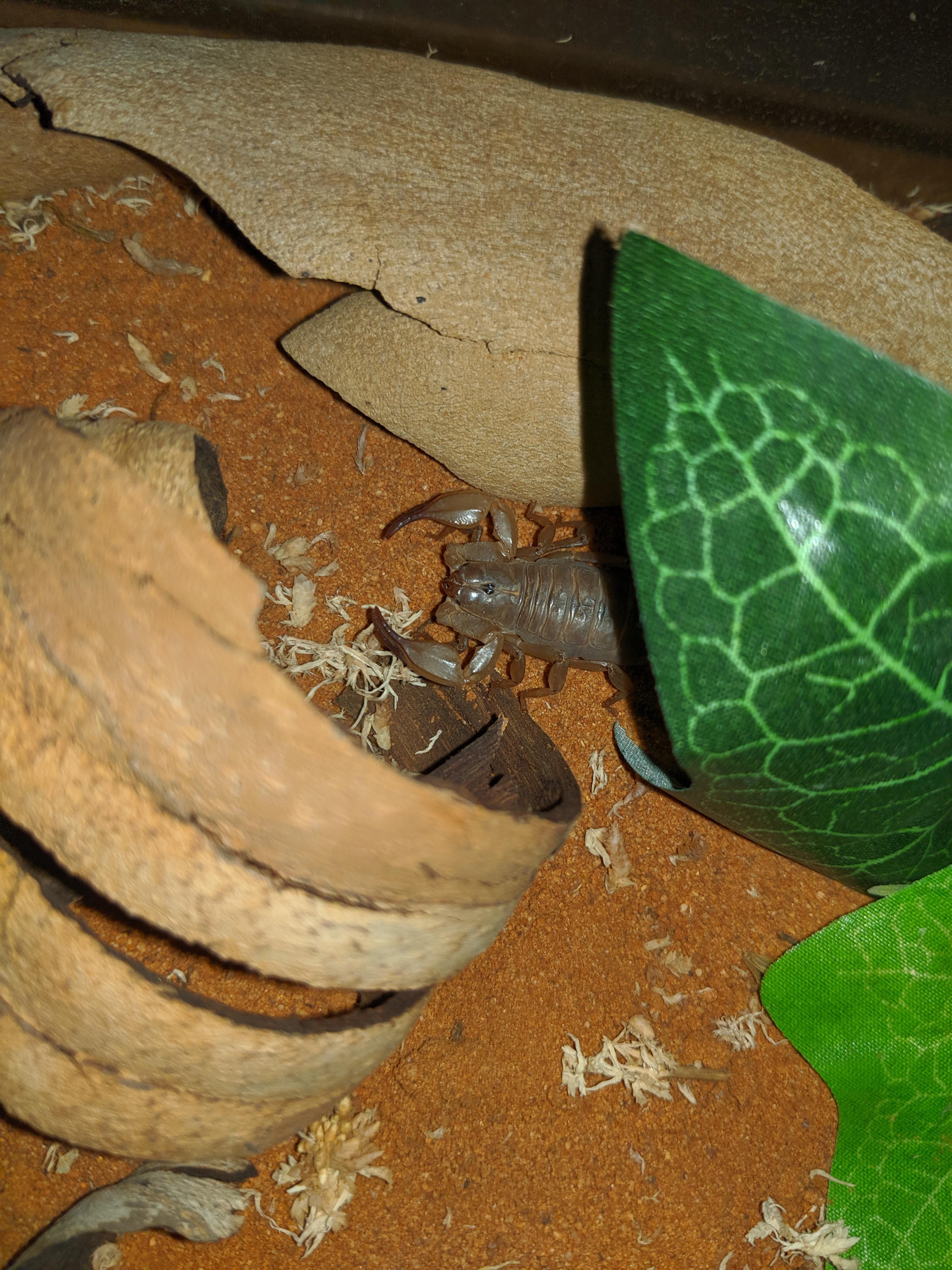 My precious Urodacus Elongatus | Scrolller