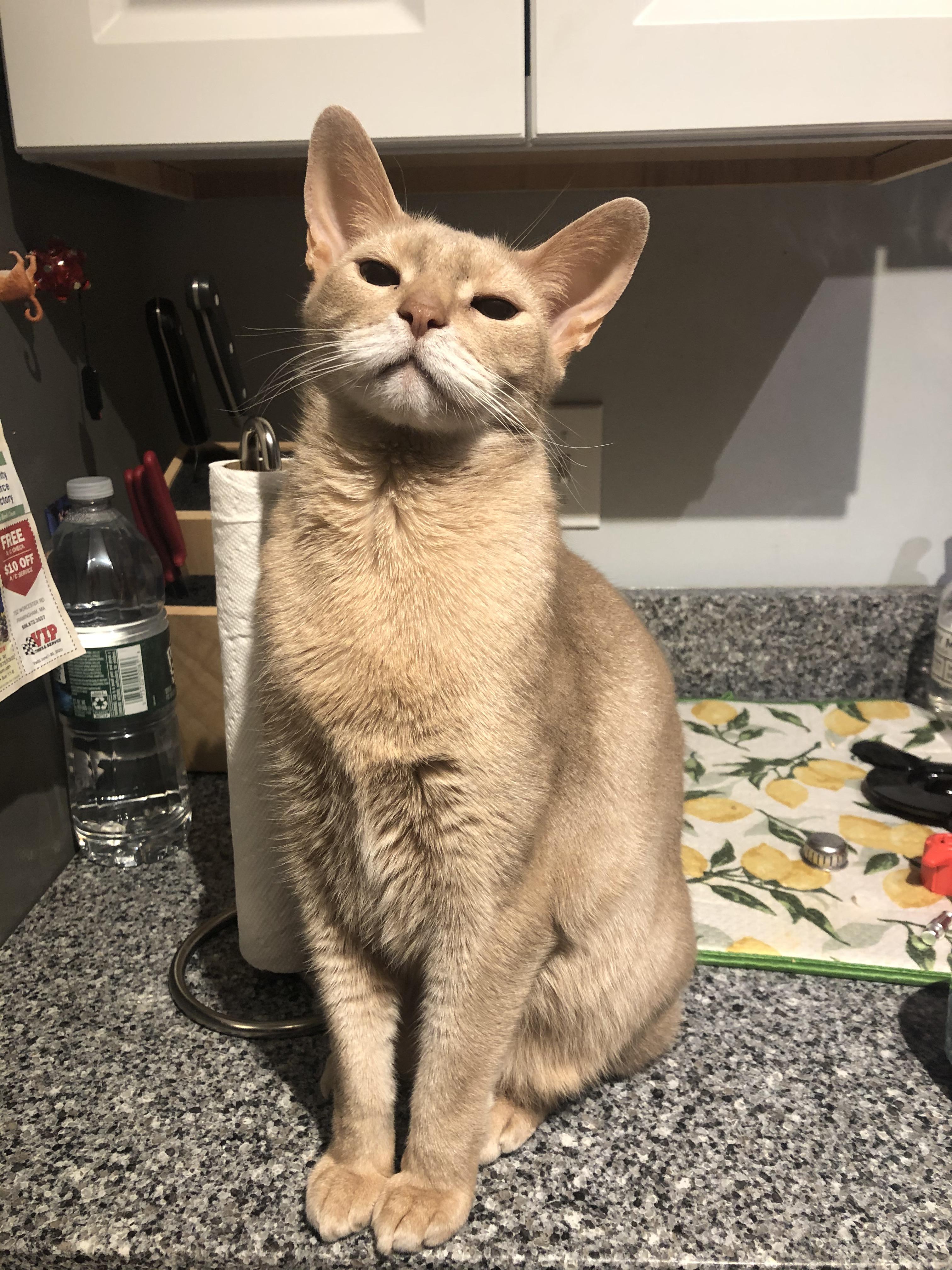 My pretty fawn boy with scary void eyes | Scrolller