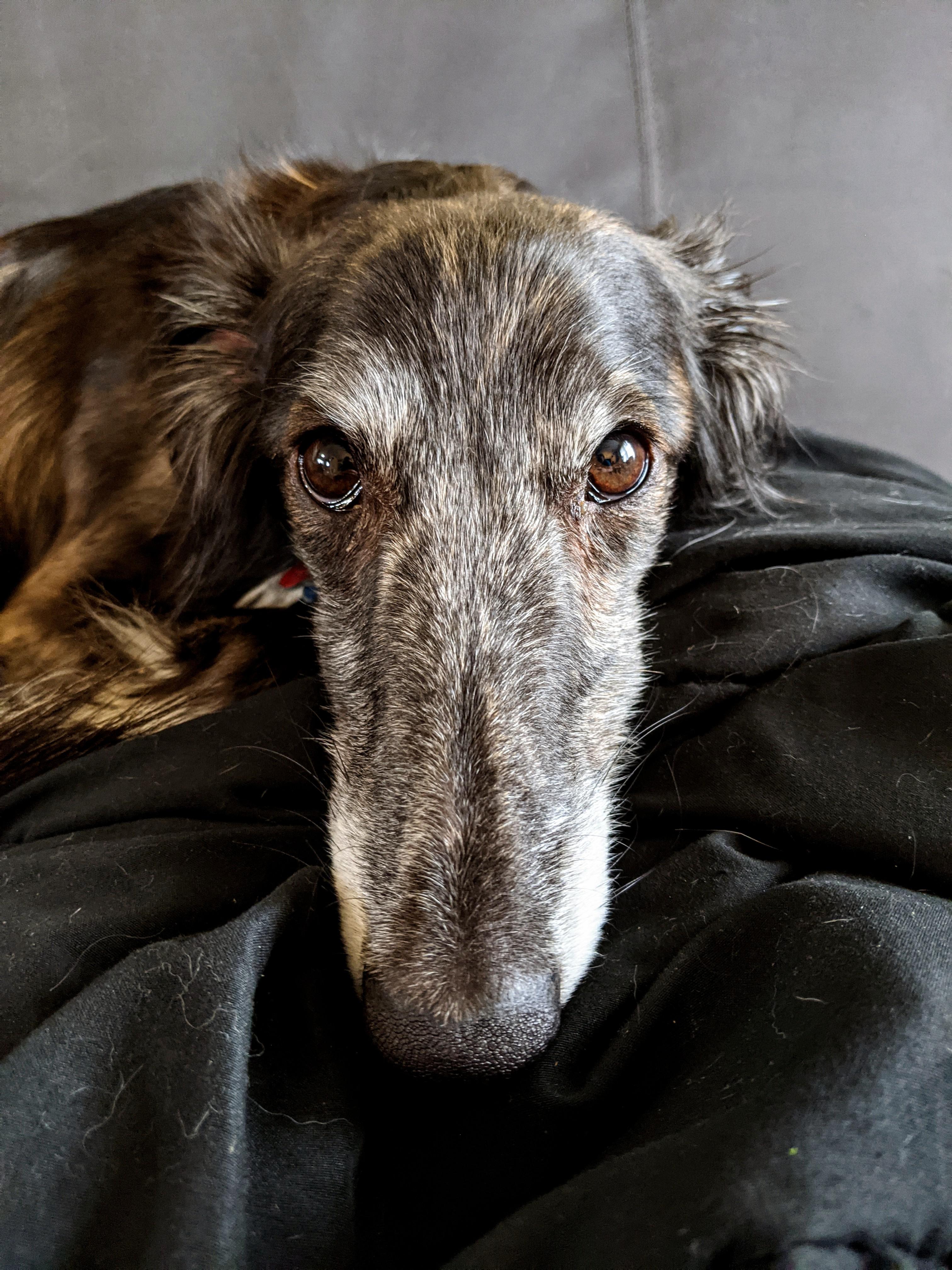 My pretty little long snoot girl | Scrolller