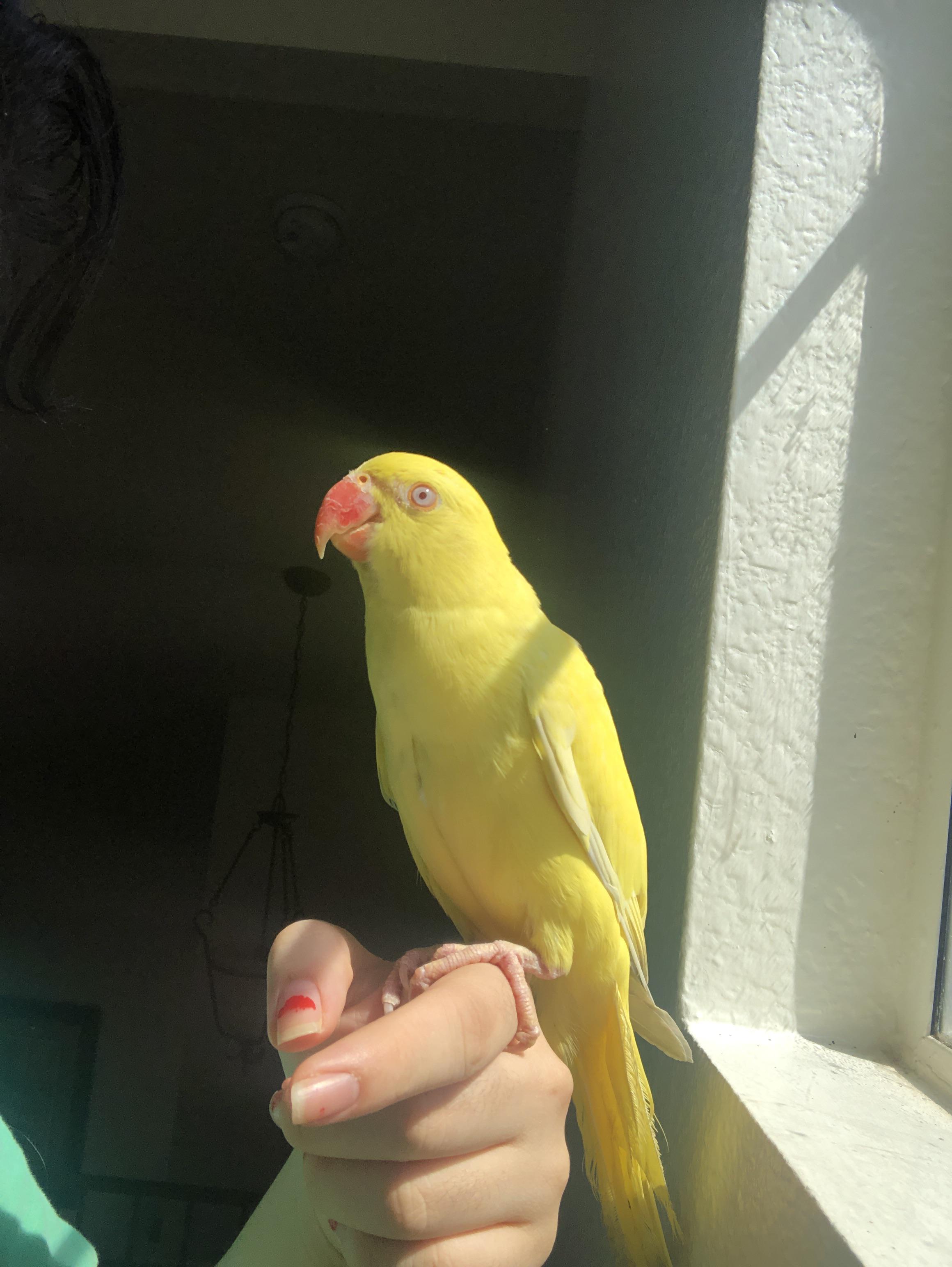 My pretty parrot! | Scrolller