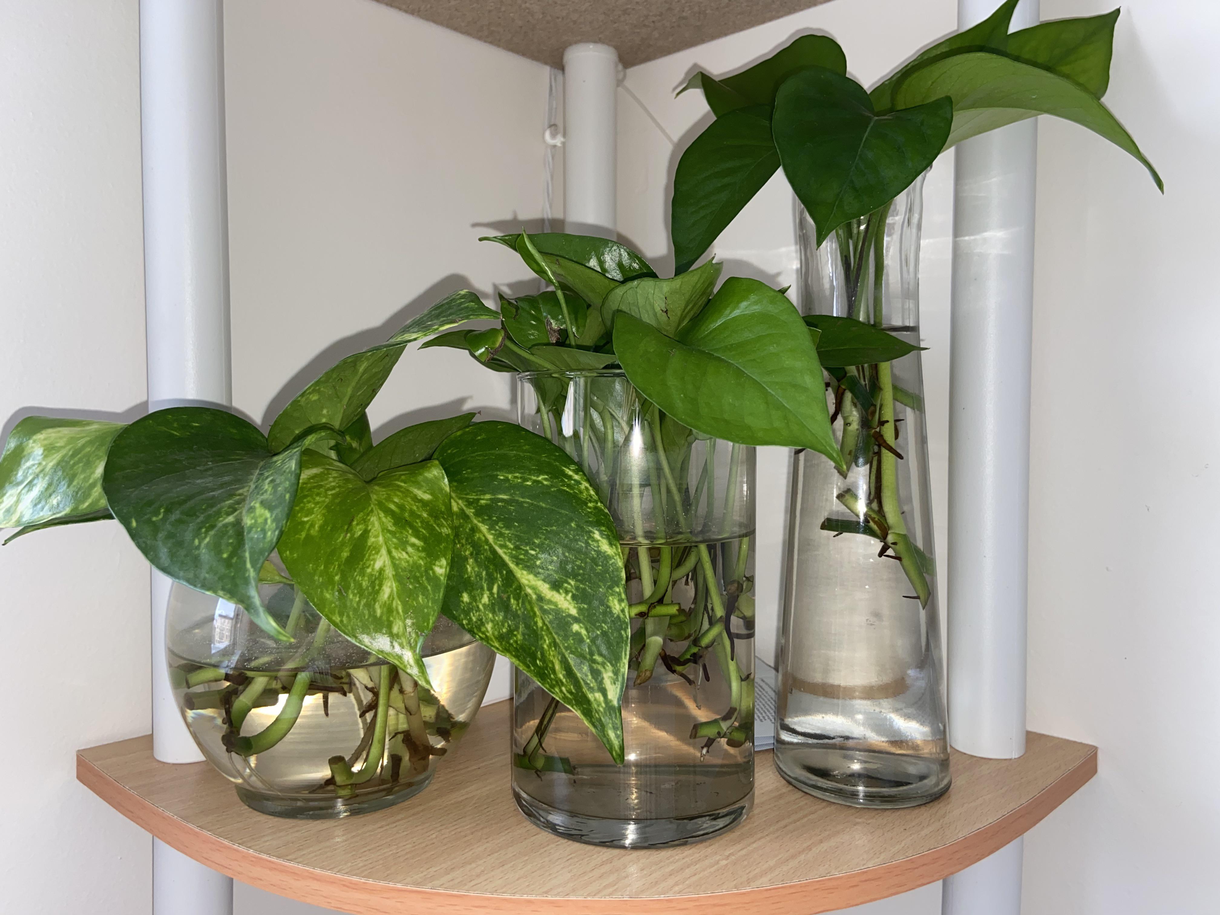 My propagation station | Scrolller