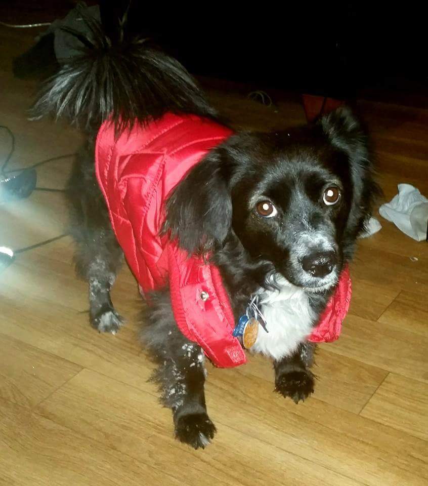 My pup as Marty McFly | Scrolller