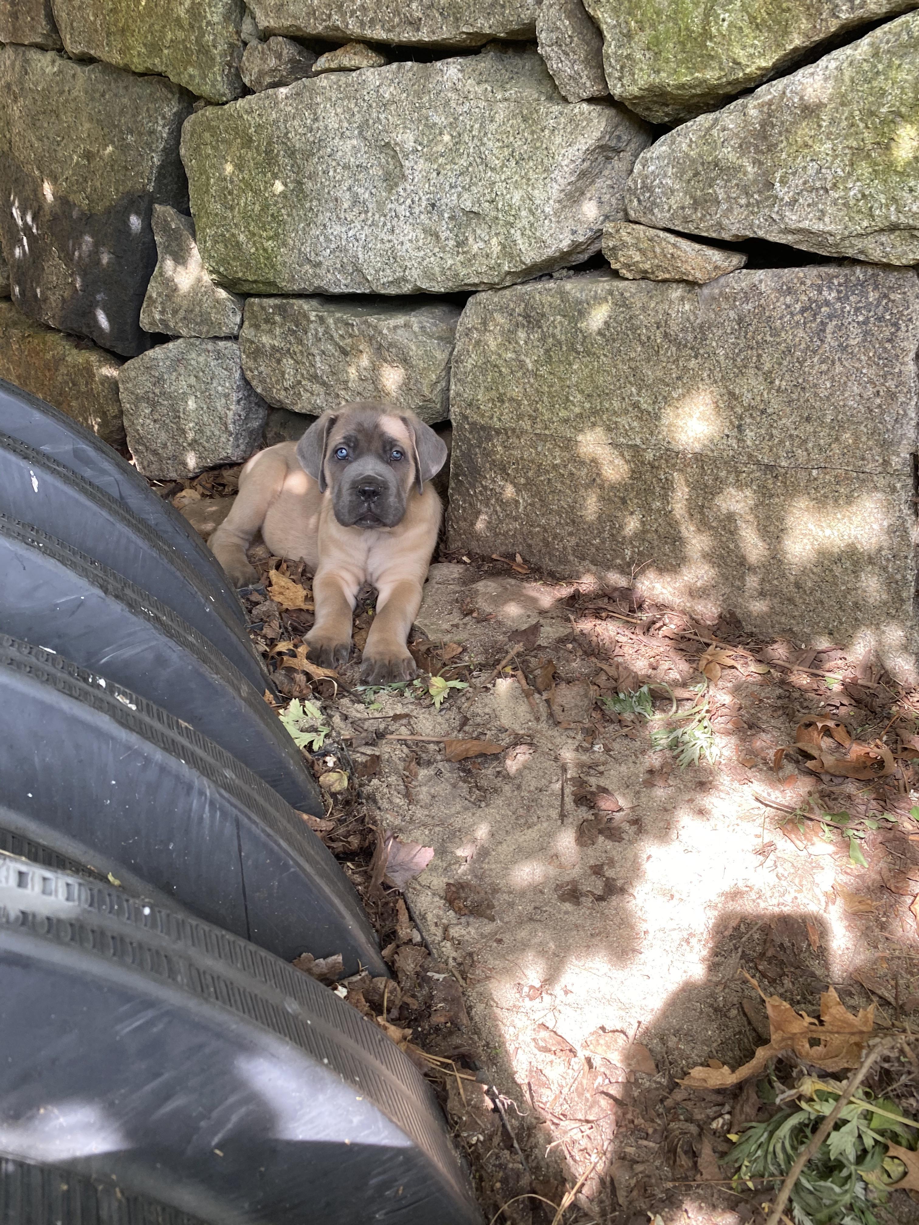 My pup at almost 8 weeks! | Scrolller