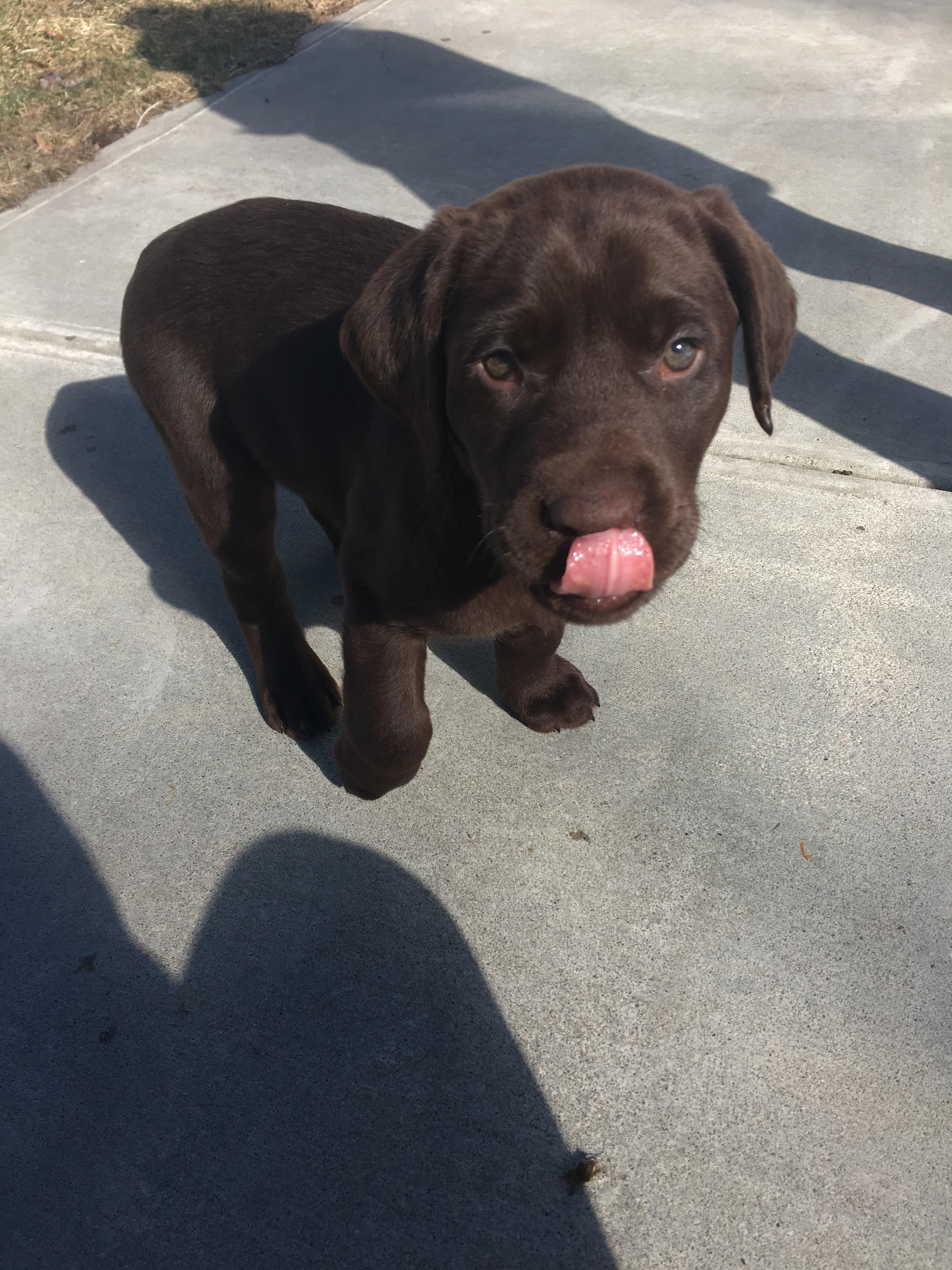 My pup, brick ️ | Scrolller