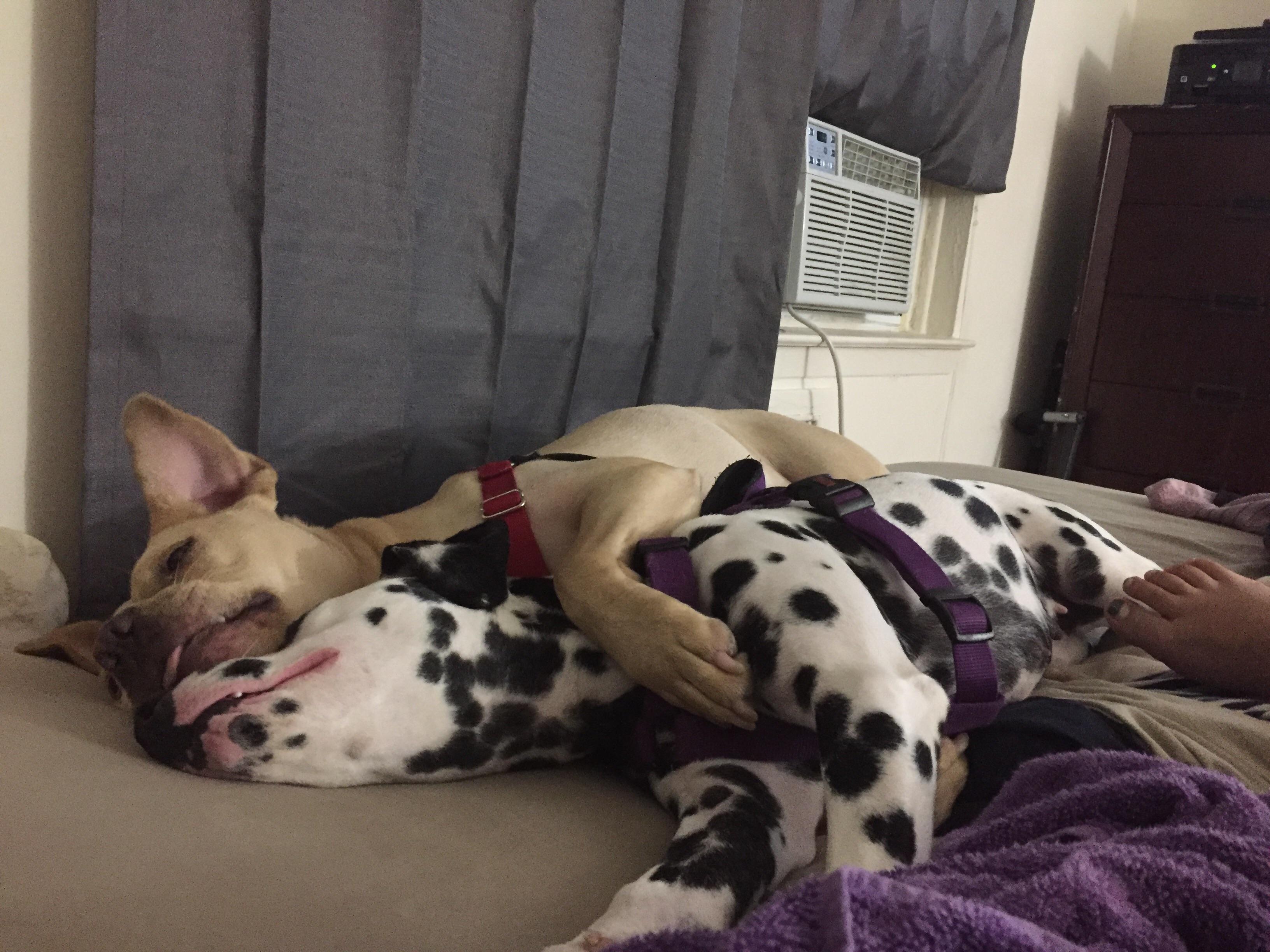 My puppers cuddling | Scrolller