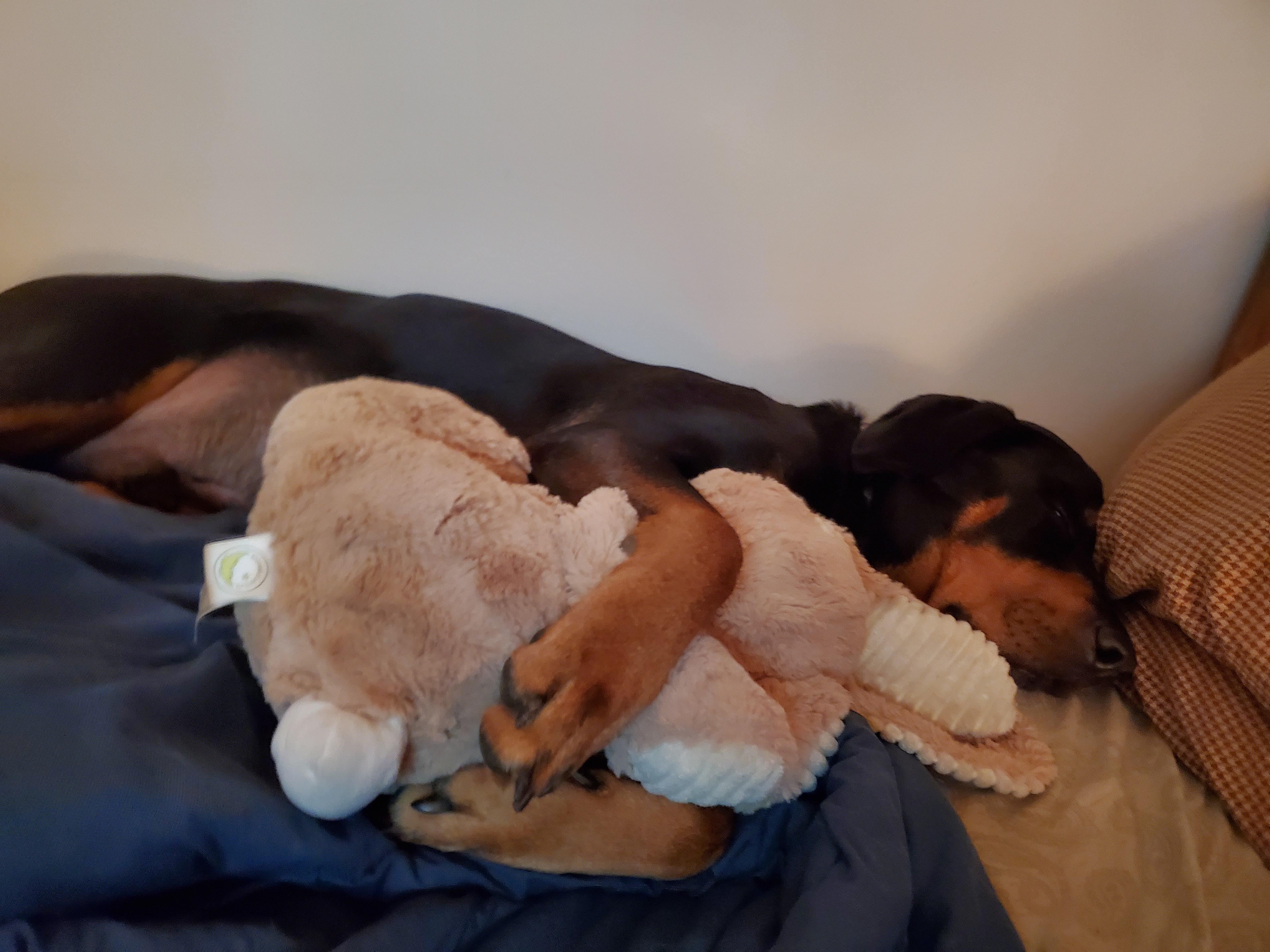 My puppy loves to cuddle with my bun bun | Scrolller