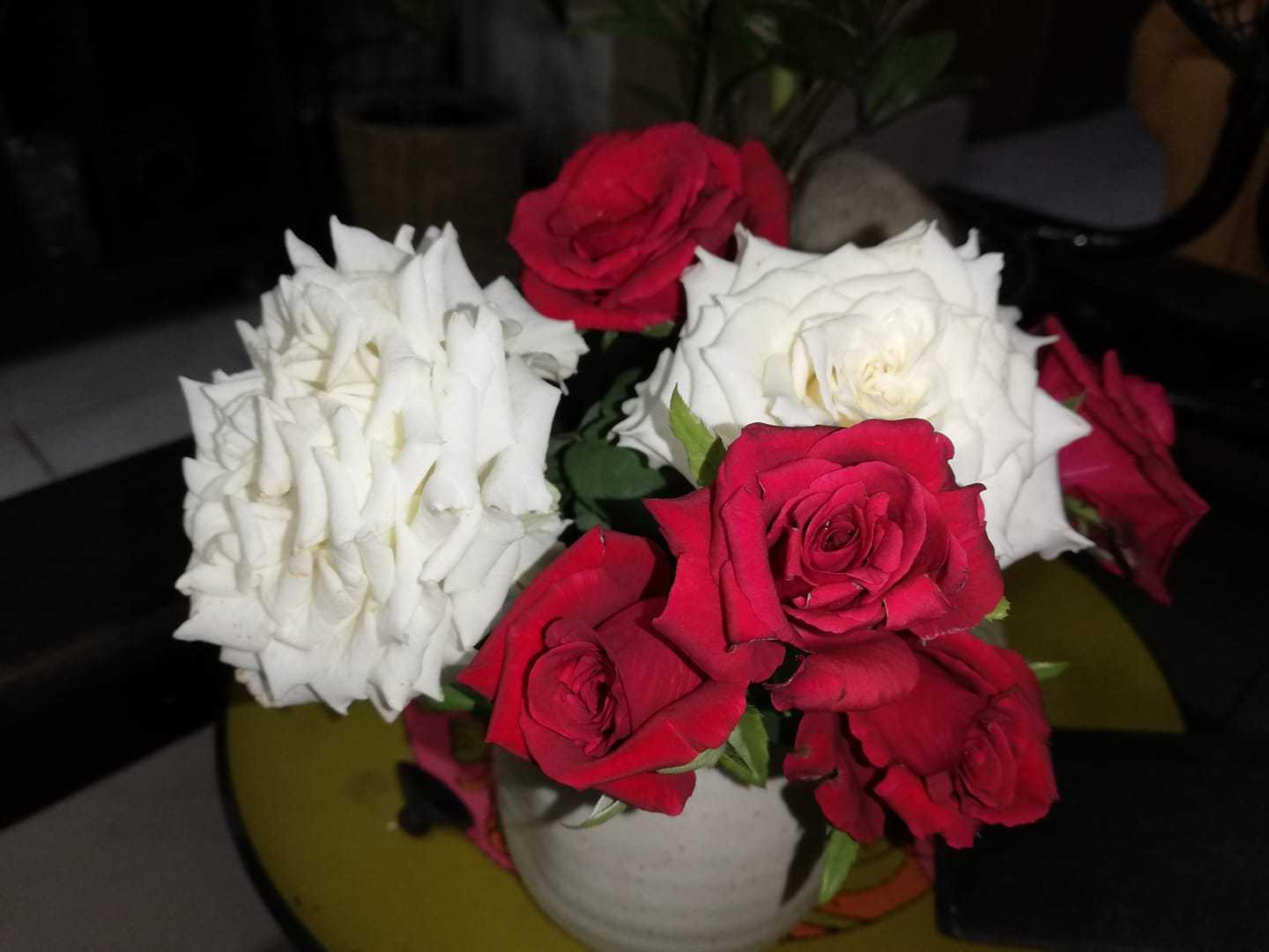 My Red and White Roses | Scrolller