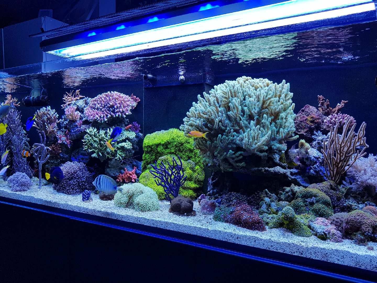 My Reefer 450. | Scrolller