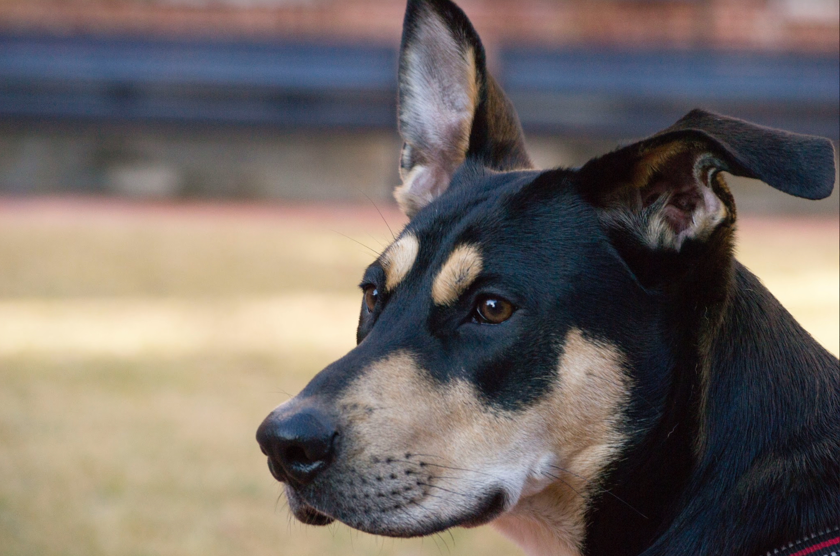 My regal pup Sansa with one ear flopped as always | Scrolller