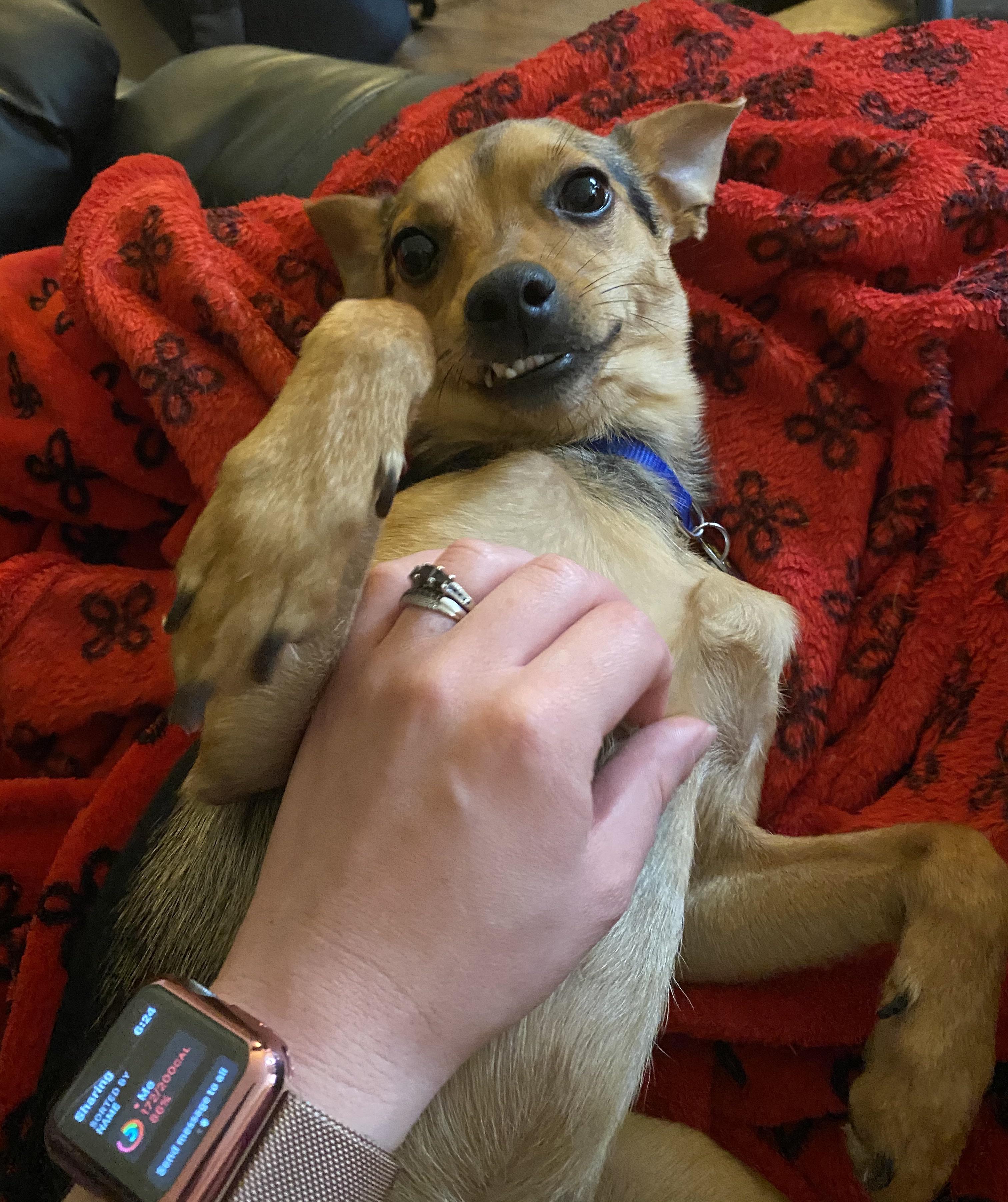 My rescue mutt Fang, mirin with his snaggle tooth during belly rubs! | Scrolller