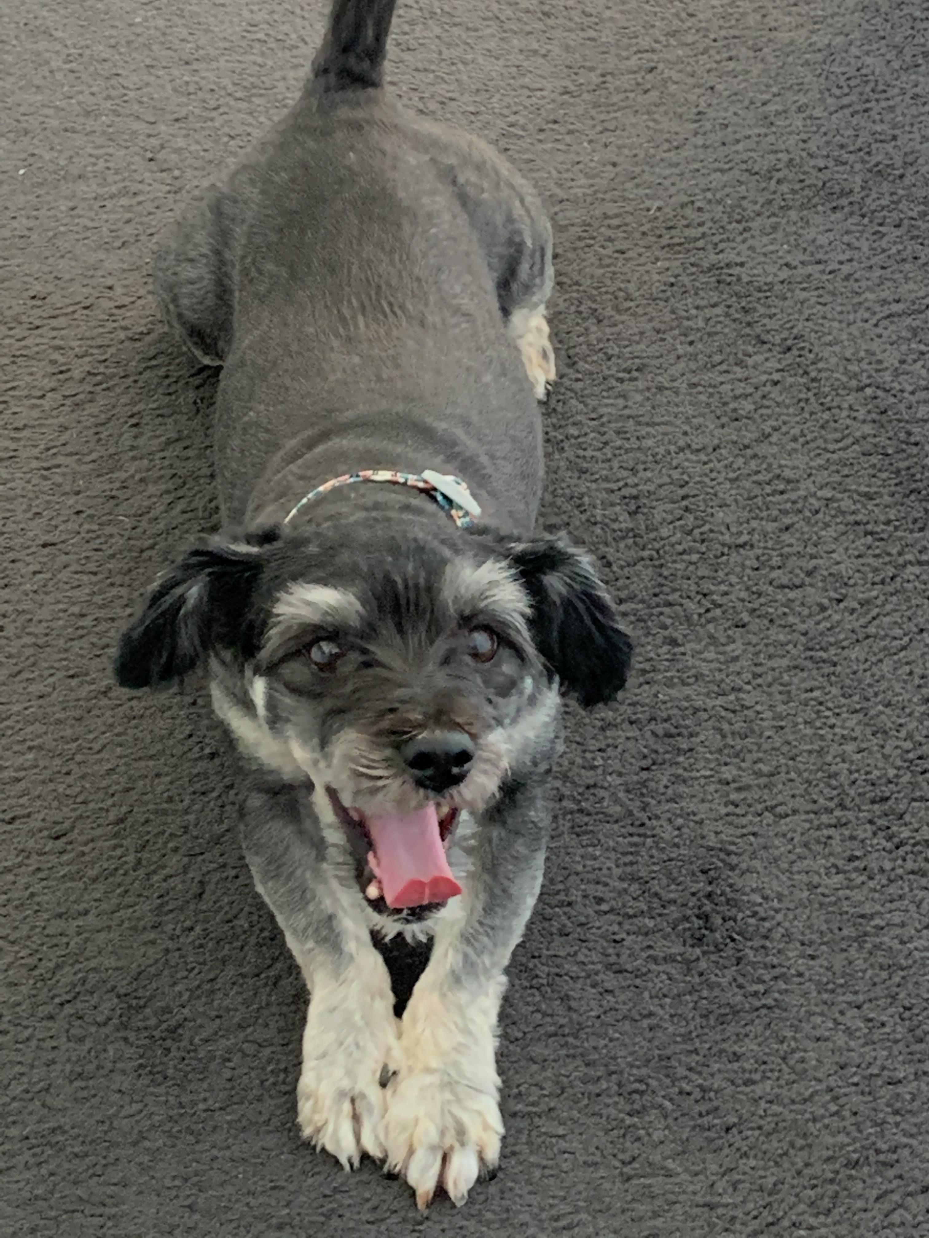 My rescue pup with his expressive eyebrows | Scrolller