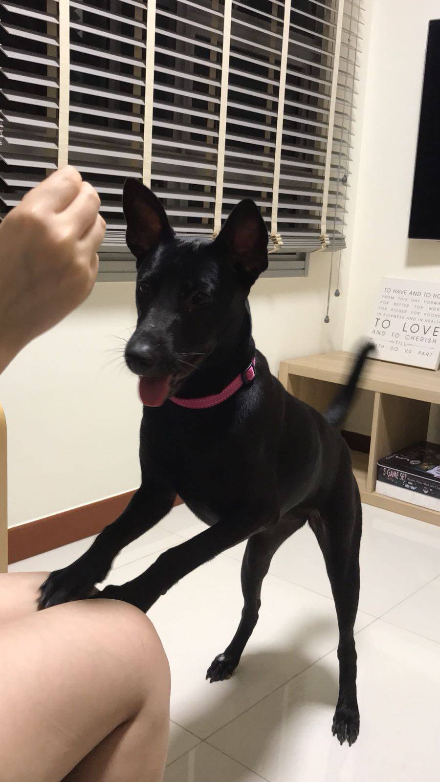 My rescued mutt | Scrolller