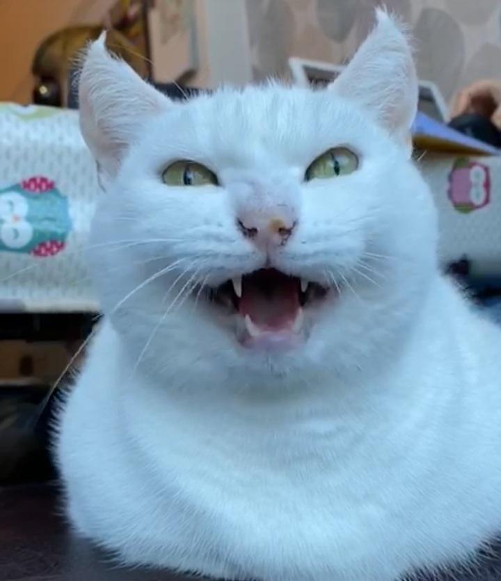 my scary cat | Scrolller