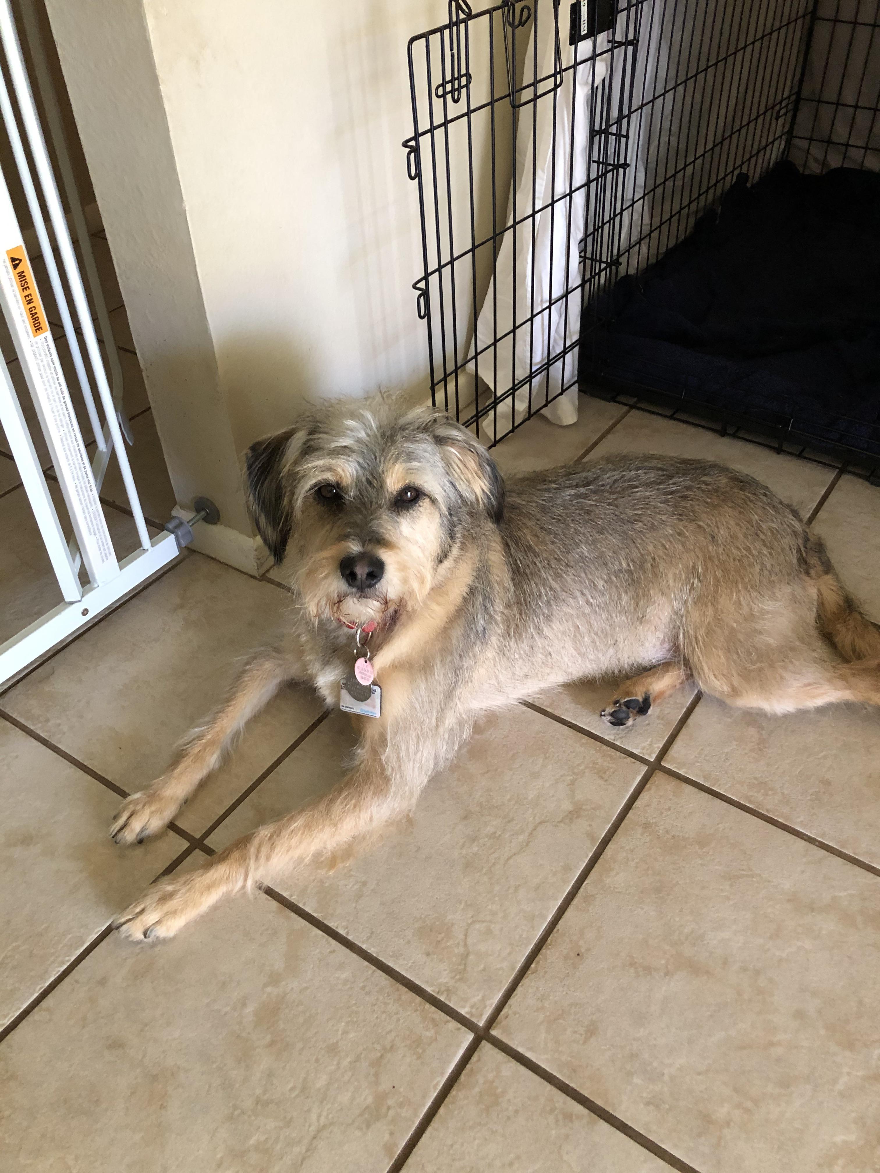 My scruffy boy Roscoe | Scrolller