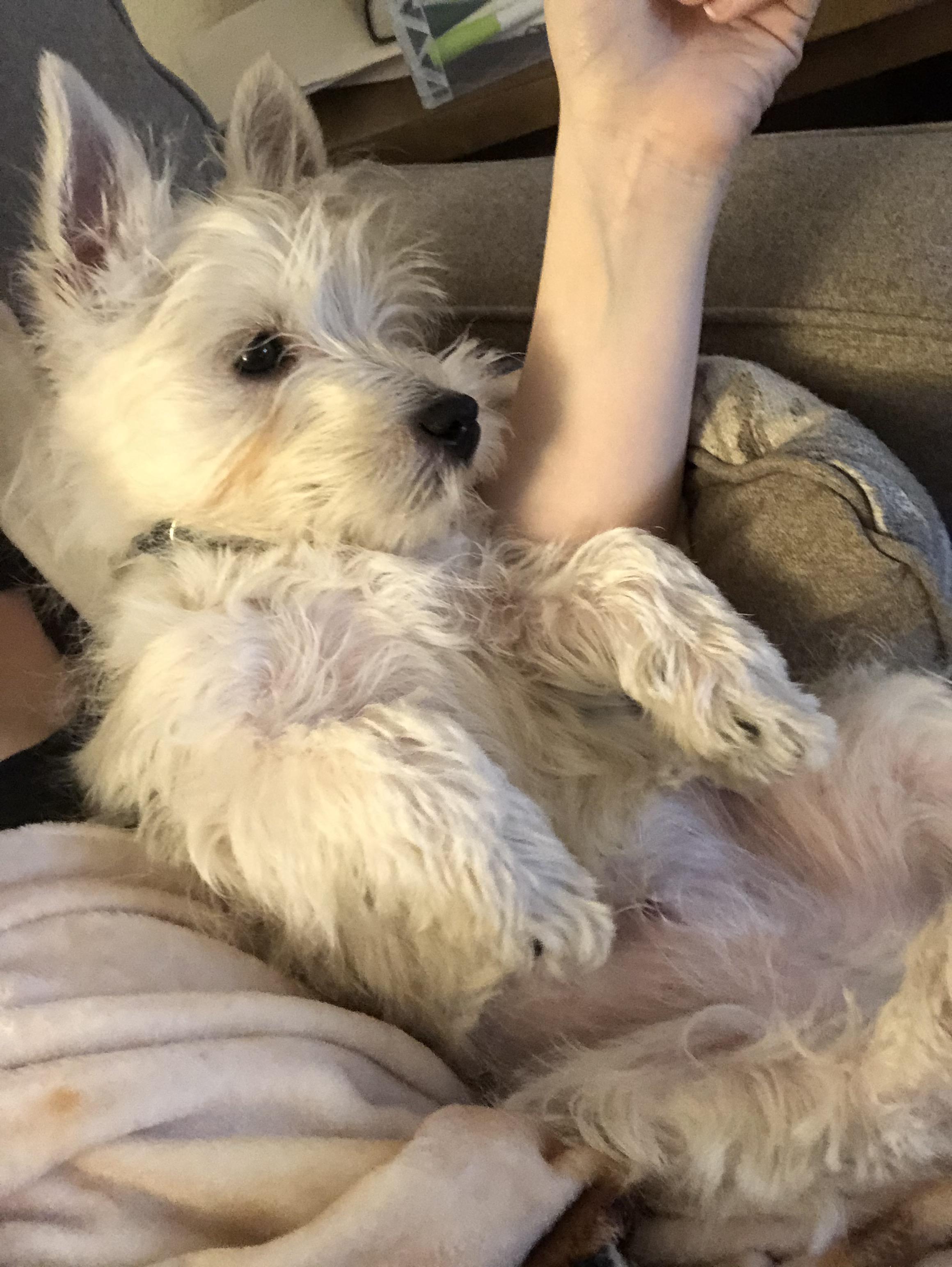 My scruffy boy wondering who disturbed his slumber. | Scrolller