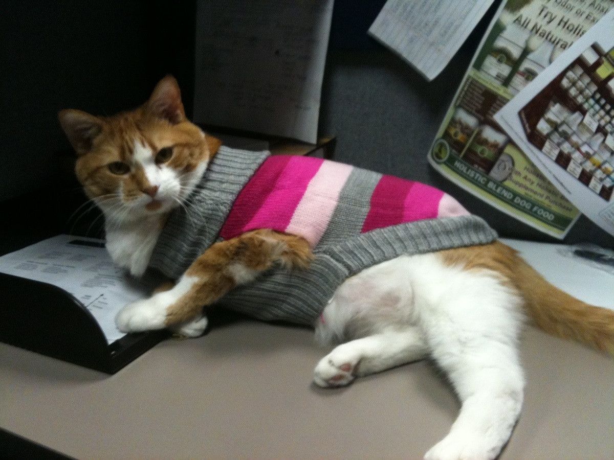 My secretary likes to lay in seductive positions on my desk... | Scrolller