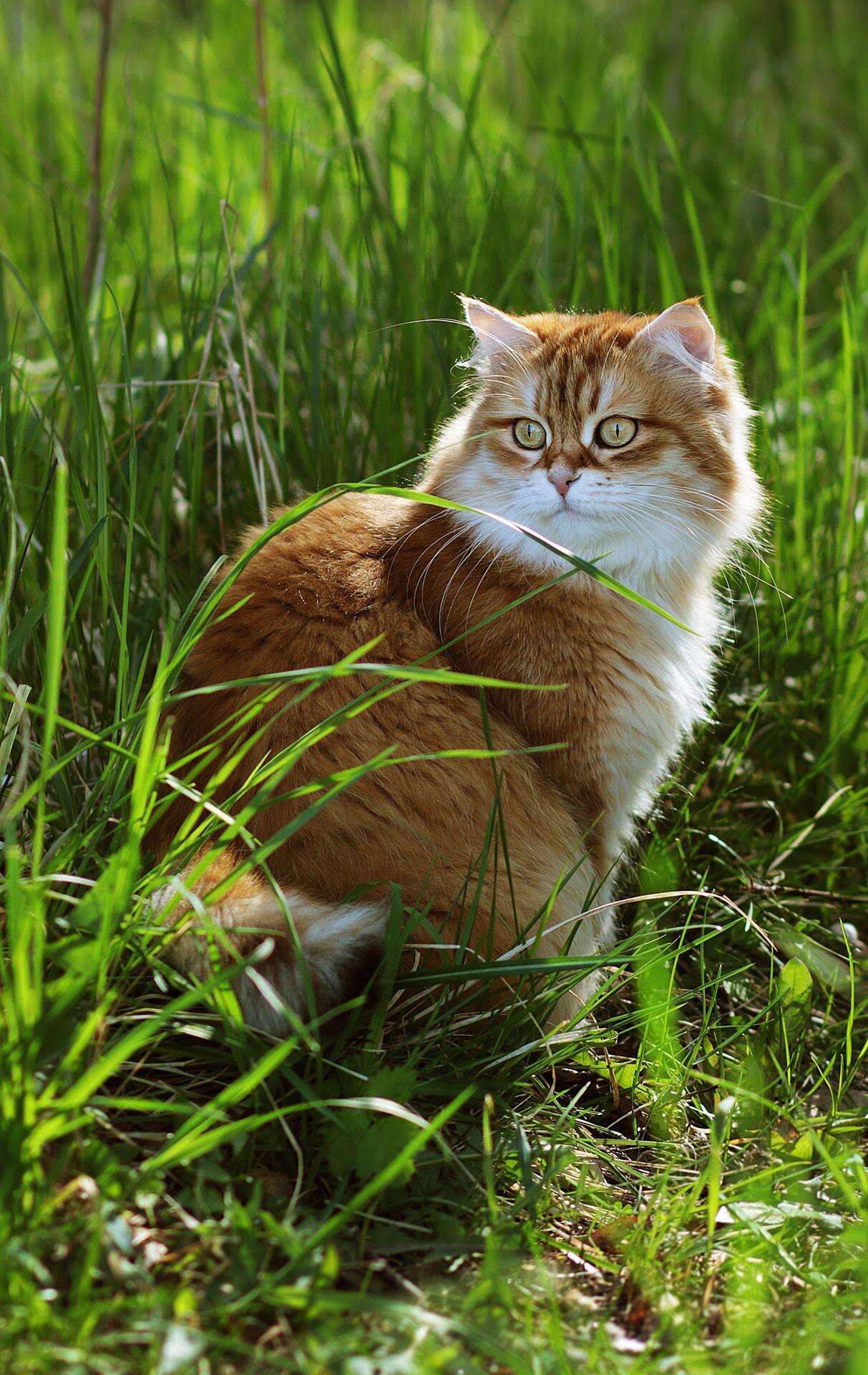 my siberian queen Opal! | Scrolller