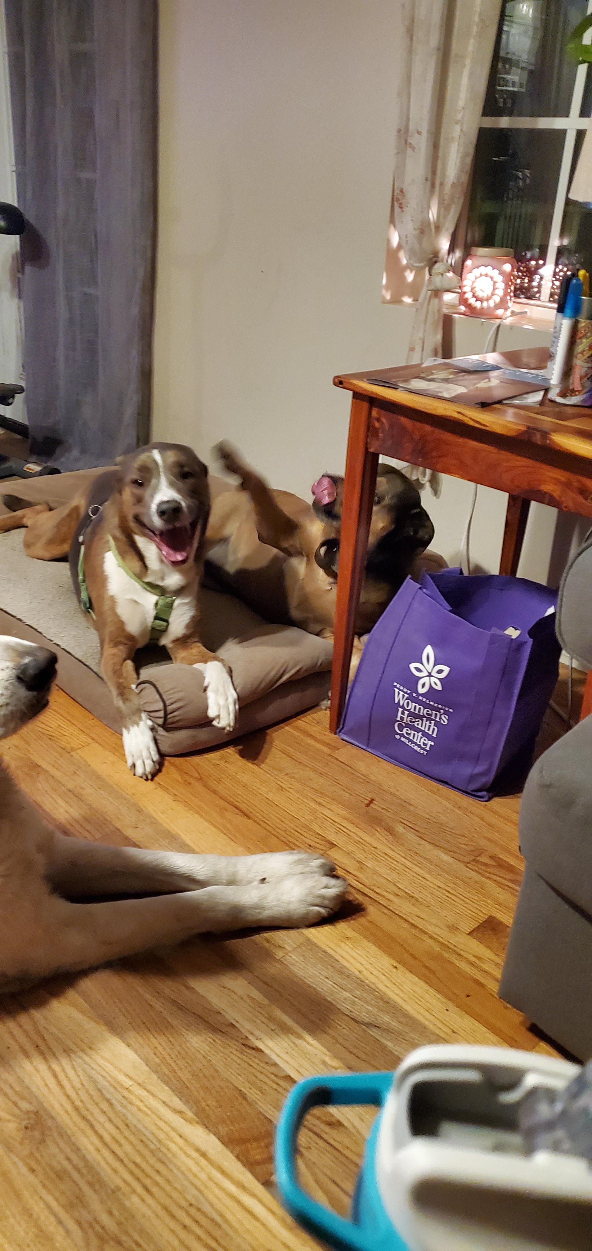 My silly boy enjoying a play date | Scrolller