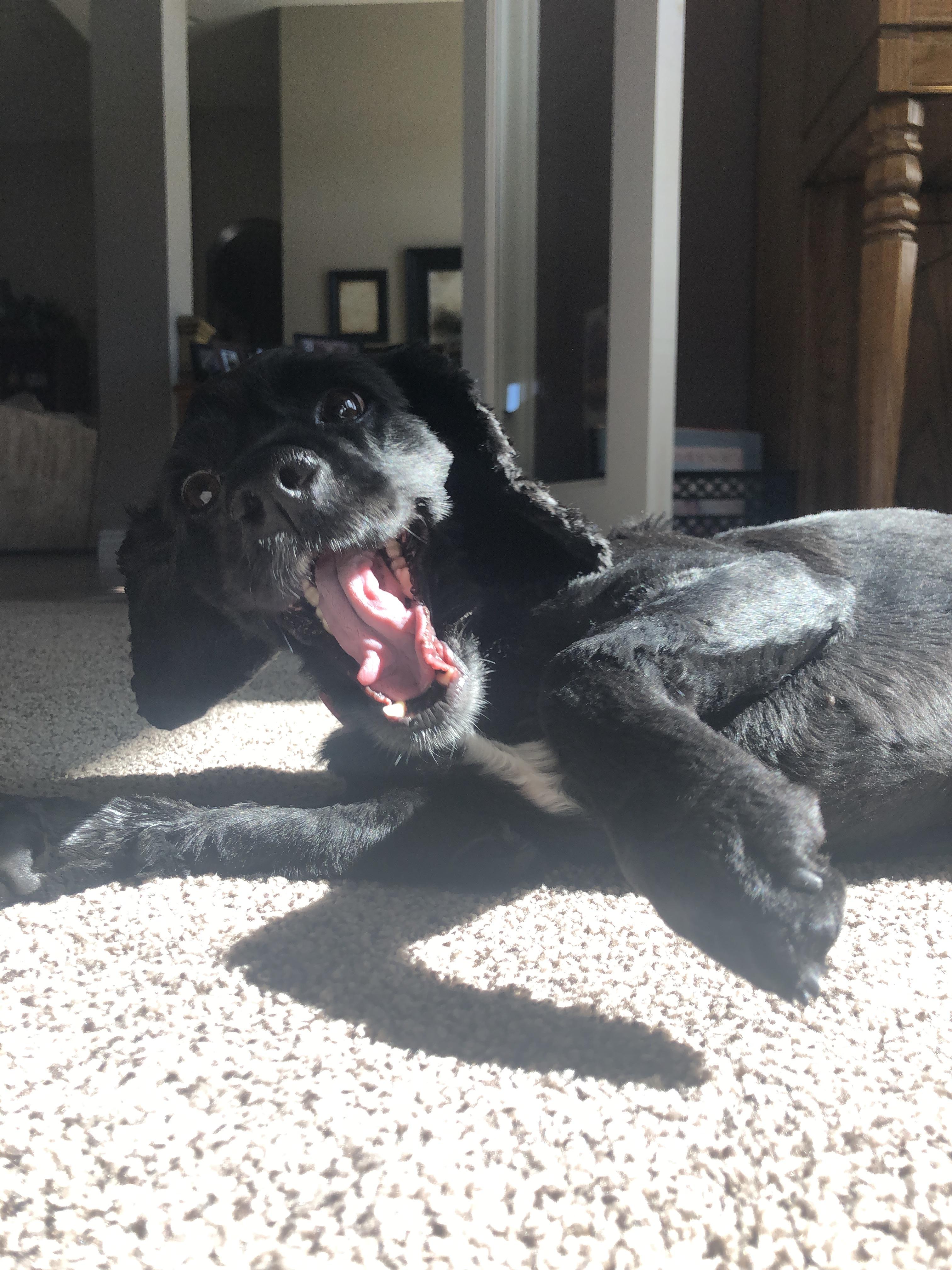 My silly little sunbathing pupper🥰 | Scrolller