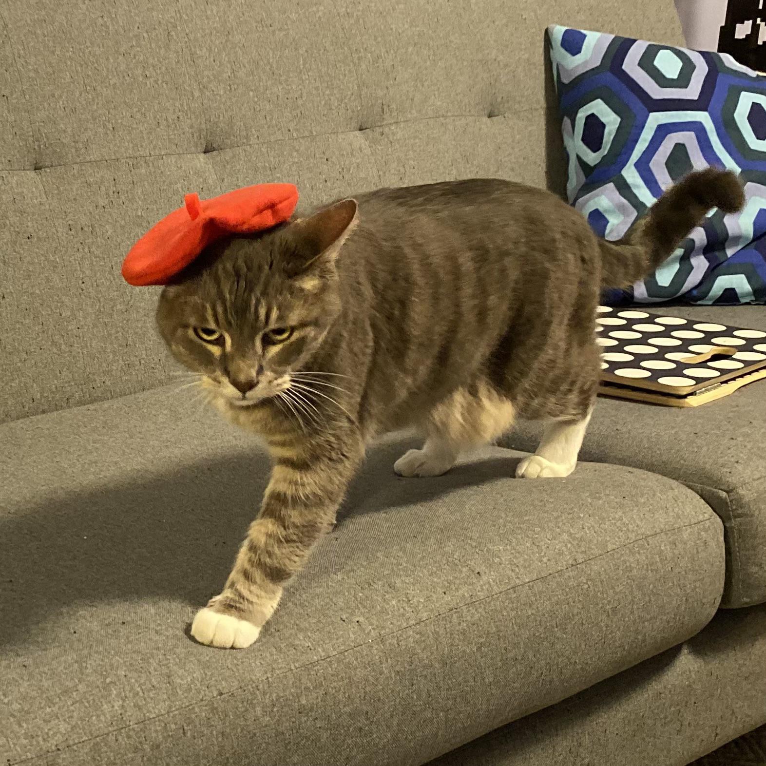 Introducing barley, in his day beret | Scrolller