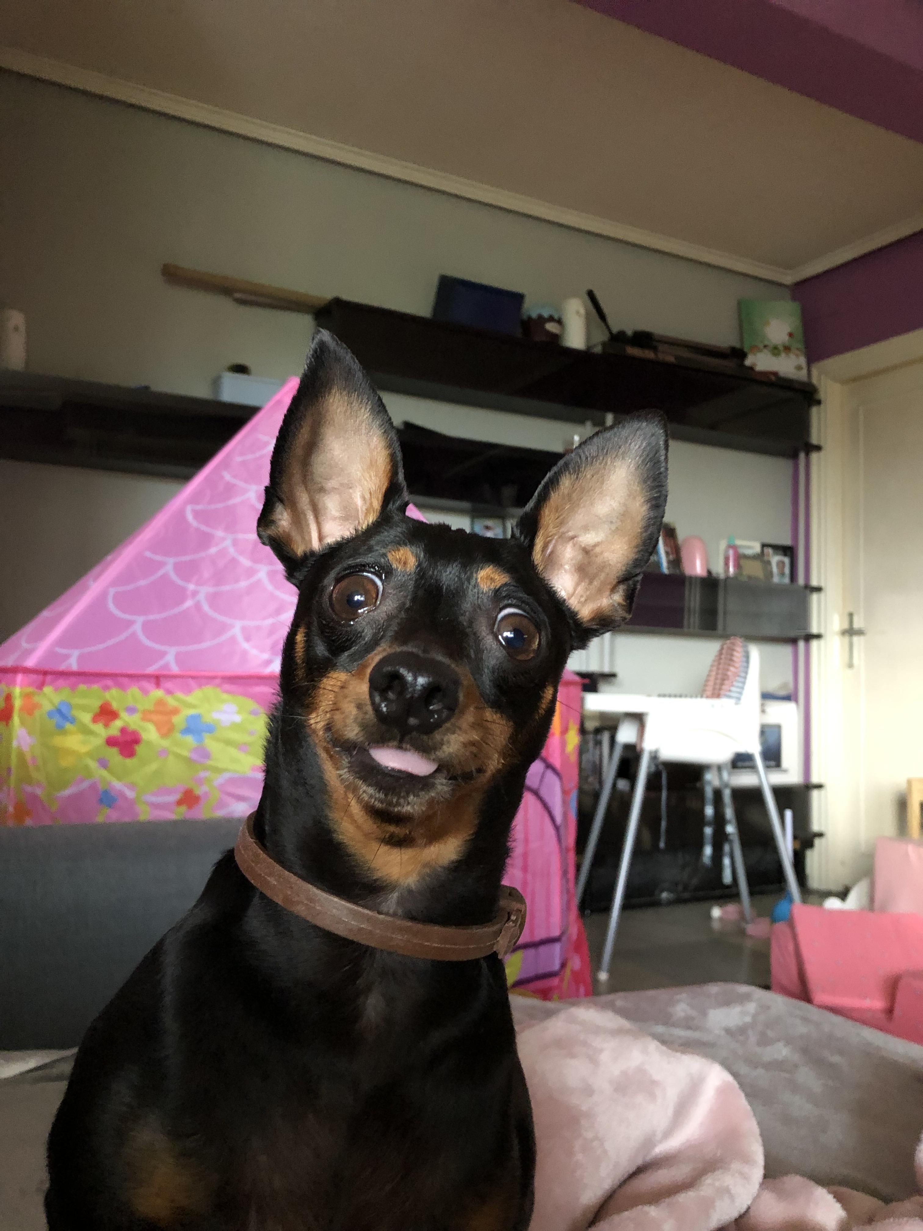 My sister’s dog crazy mlem | Scrolller