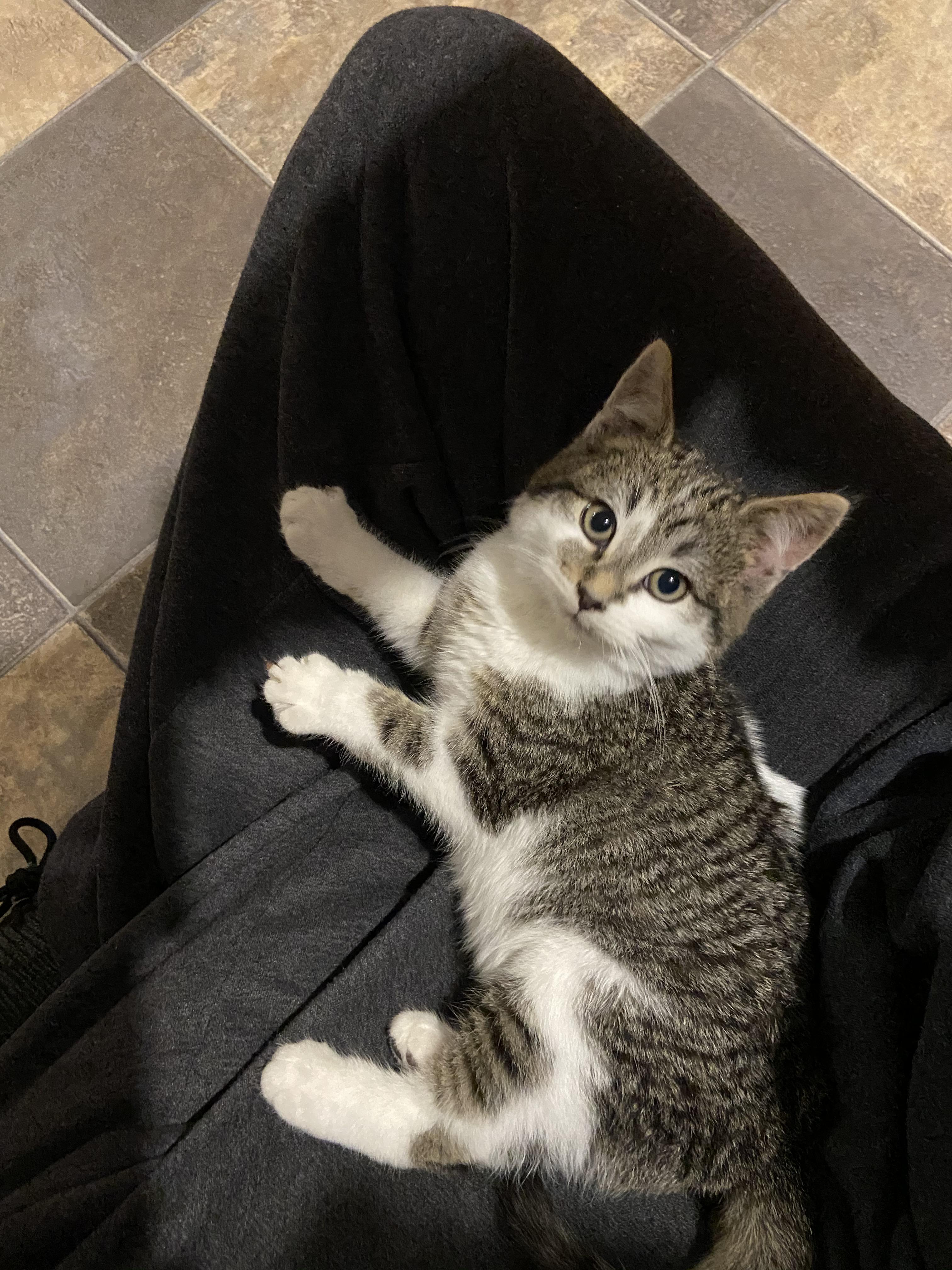 My sisters kitten! | Scrolller