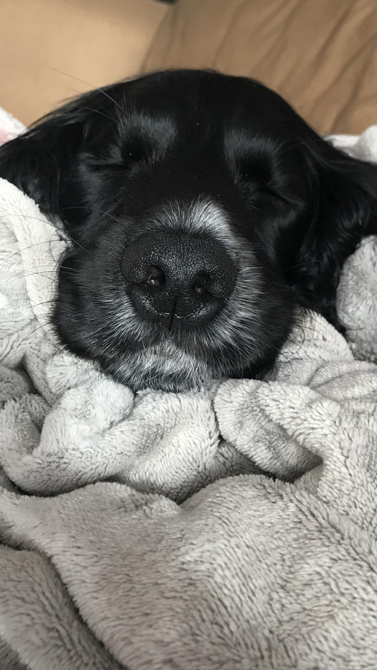 My sleeping angel | Scrolller