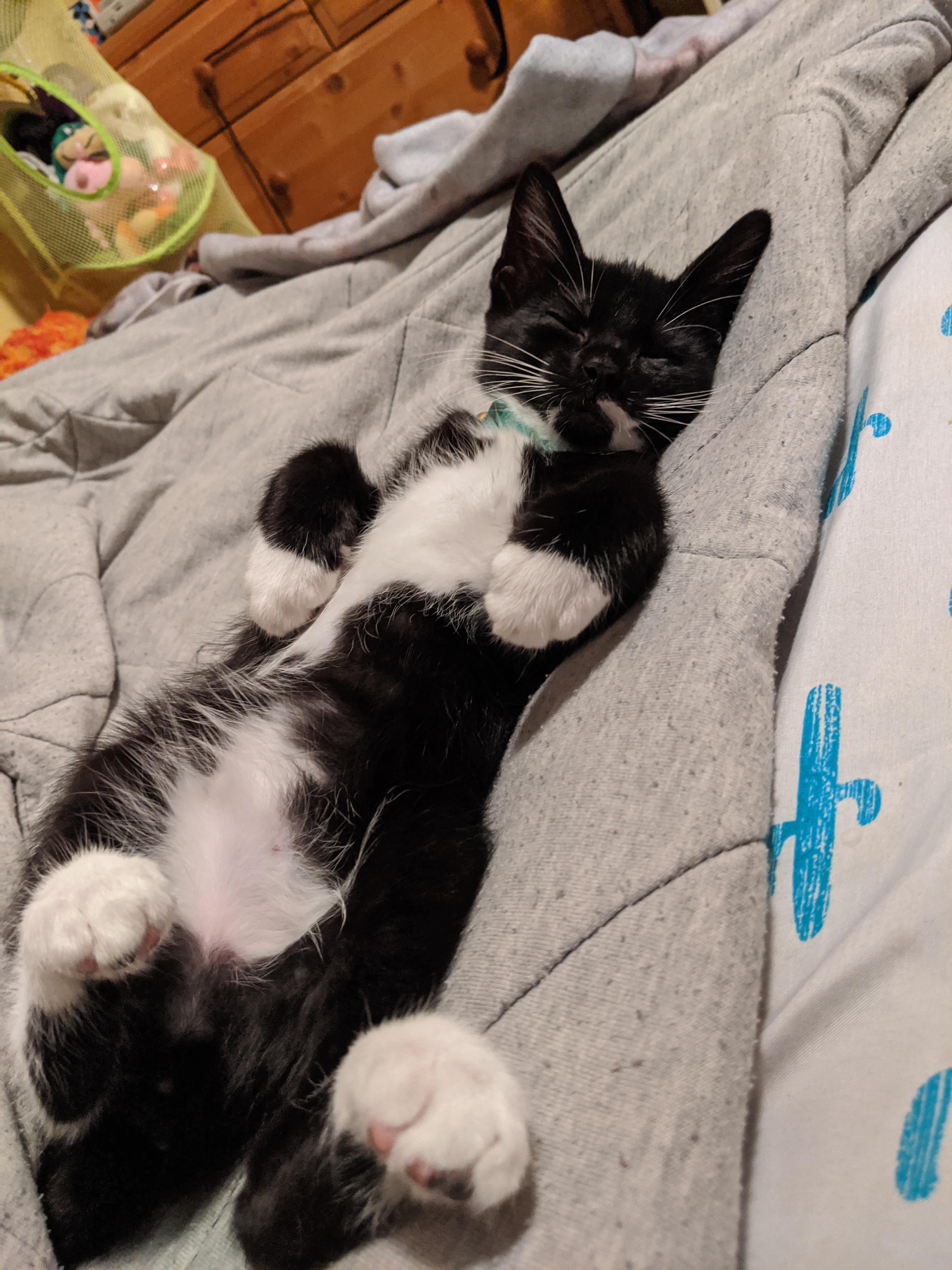 My sleepy boy named Beau | Scrolller