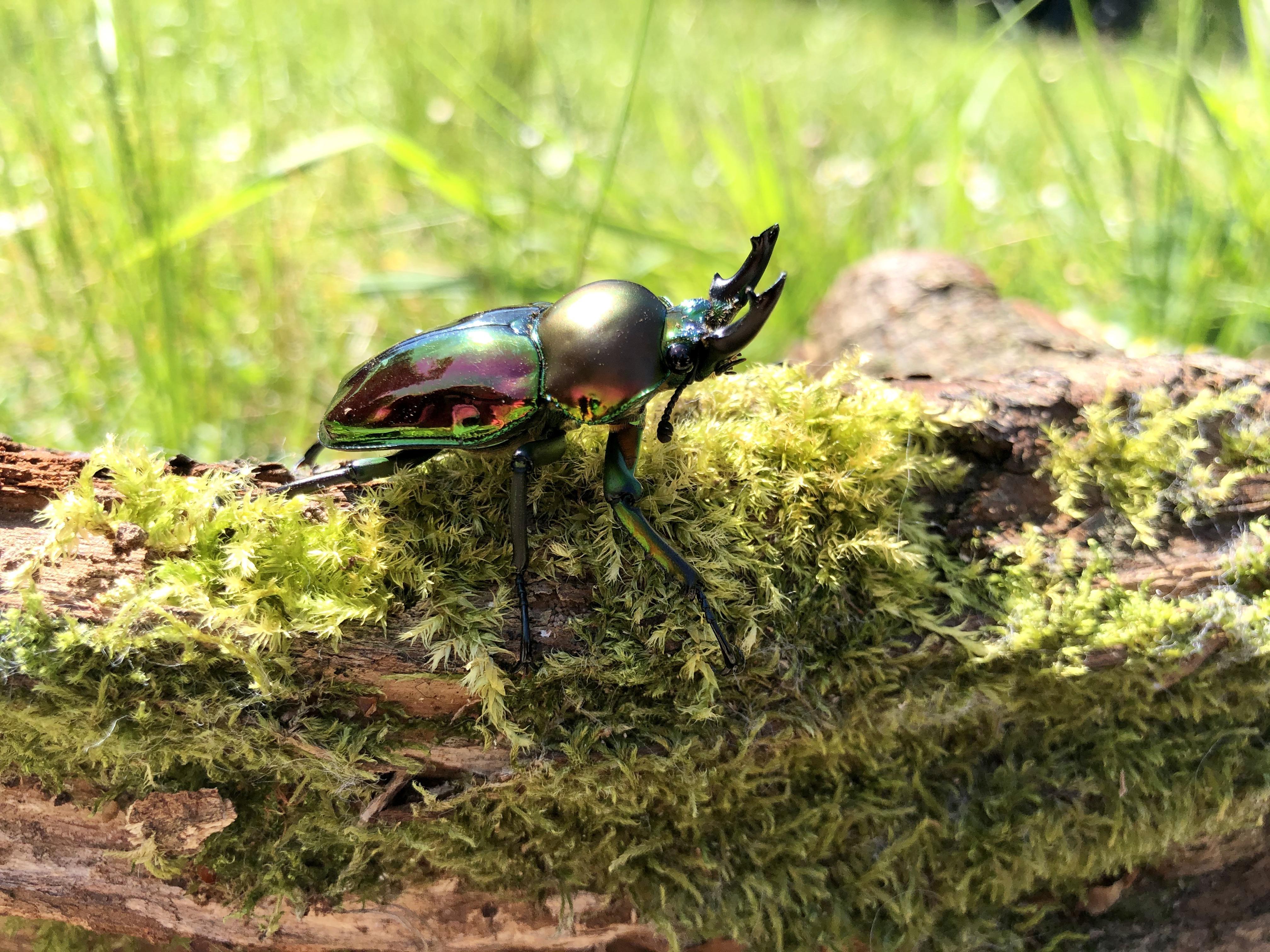 My small rainbow stag beetle, father of many larger ones (hopefully)! | Scrolller