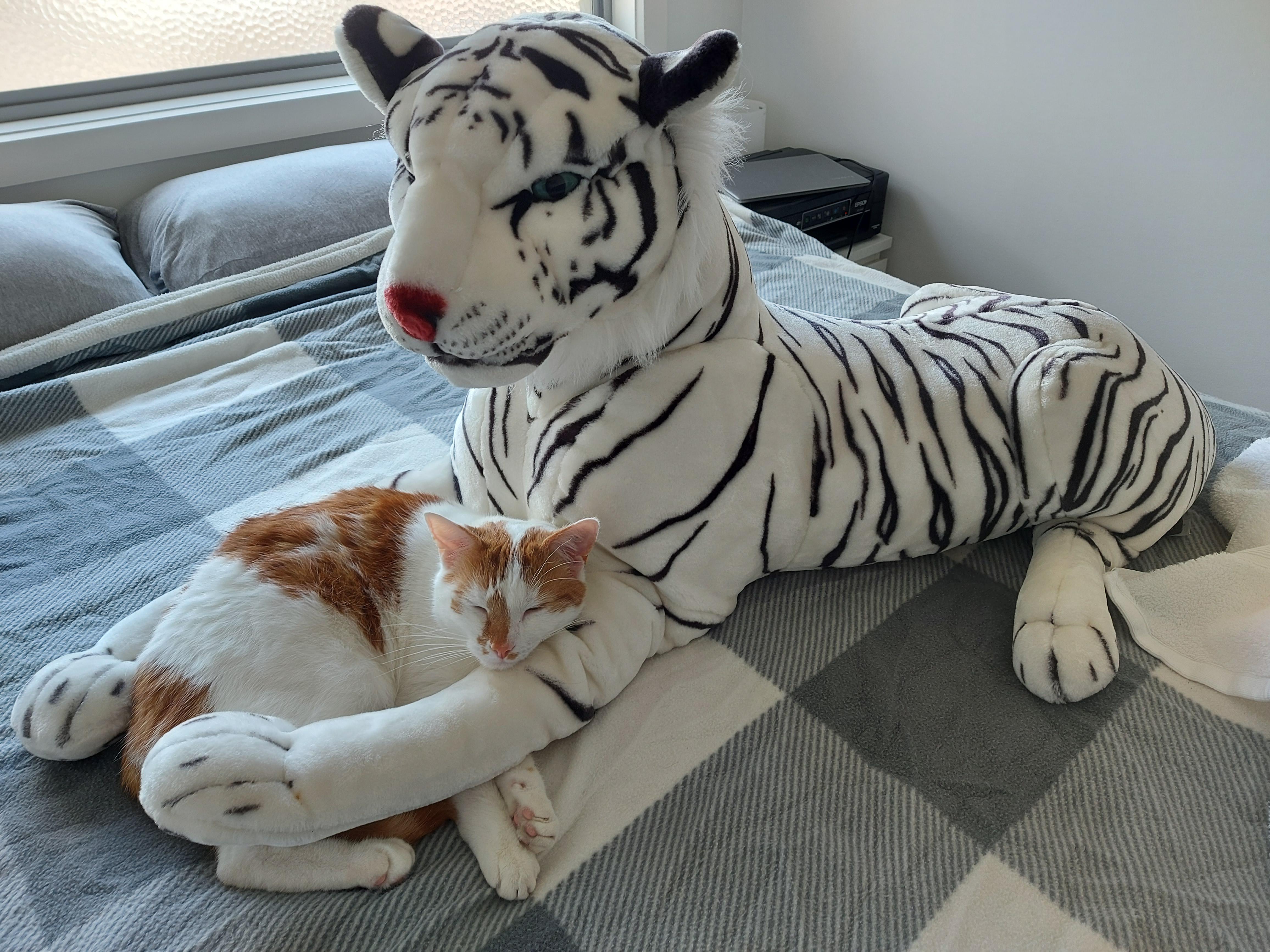 My small tiger fell asleep in the arms of a big tiger. | Scrolller