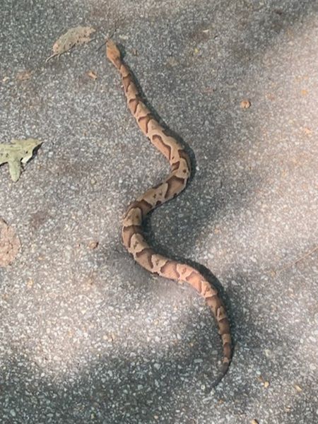 My son almost stepped on this copperhead at Overton Park this morning. Watch your step!! | Scrolller