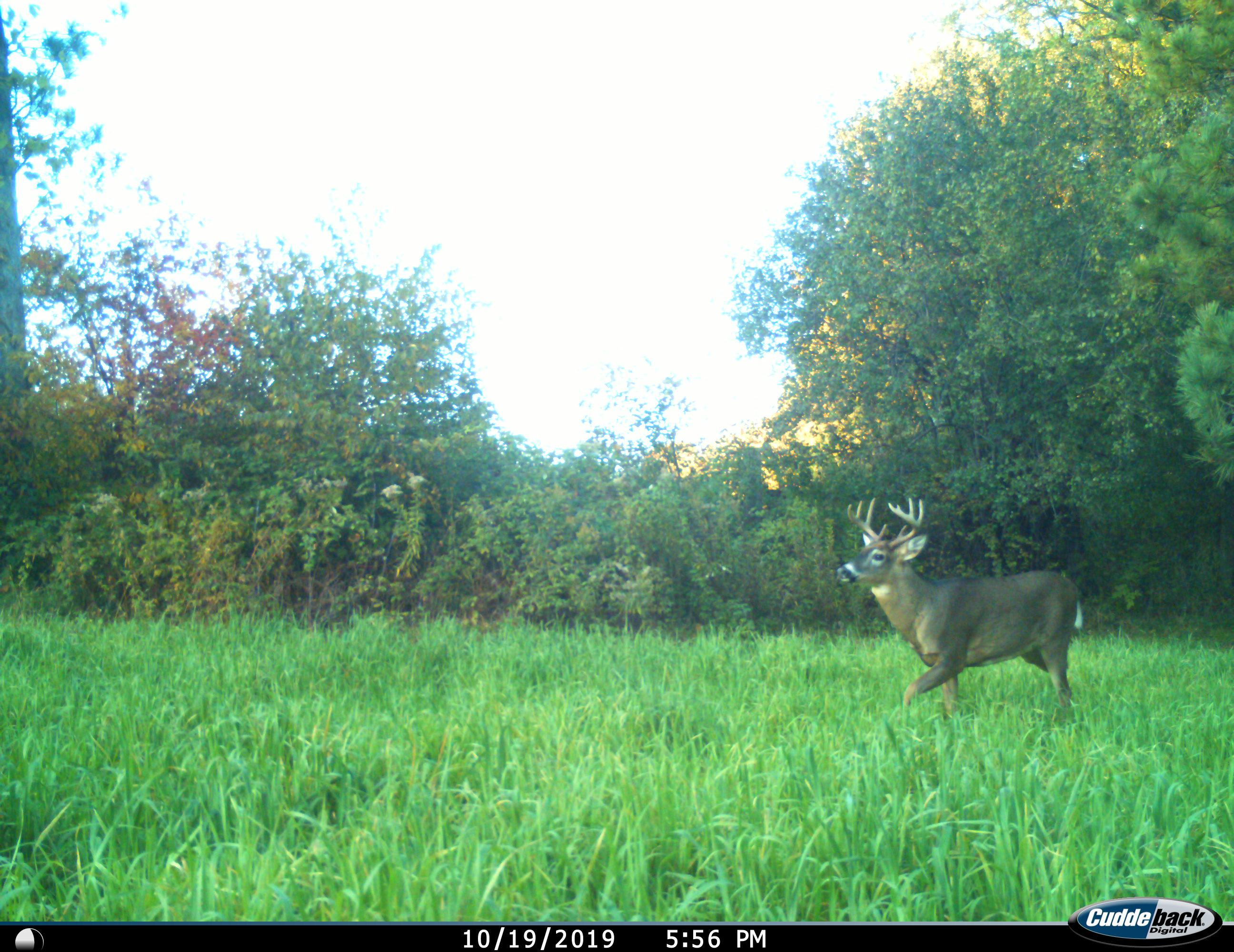 My son's first buck! | Scrolller