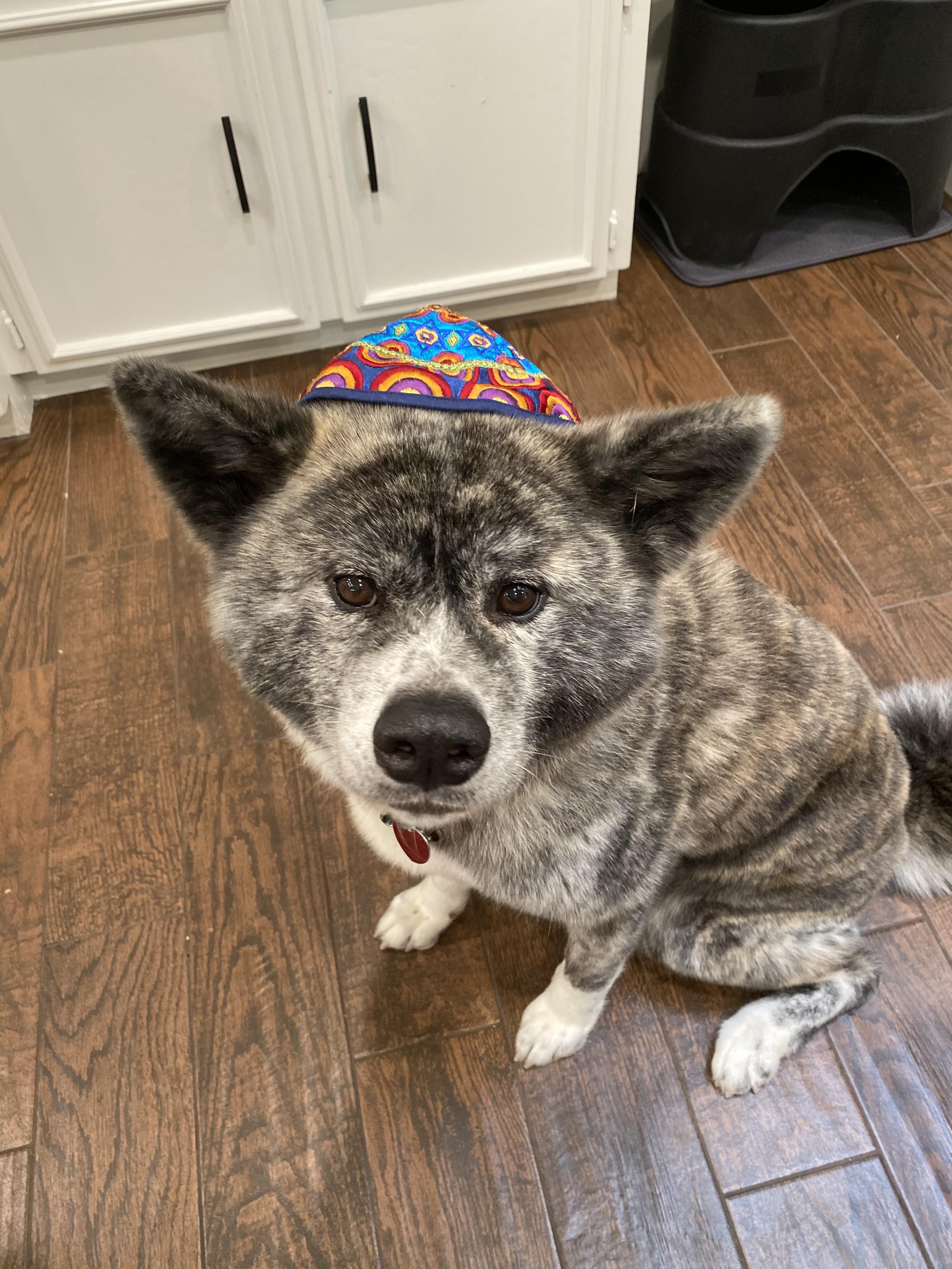 My spitfire Akita Inu, Tora | Scrolller