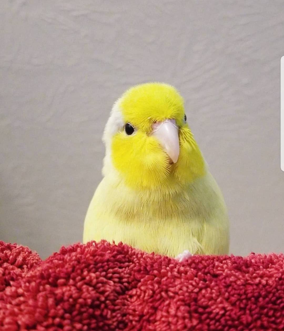 my sunshine birb | Scrolller