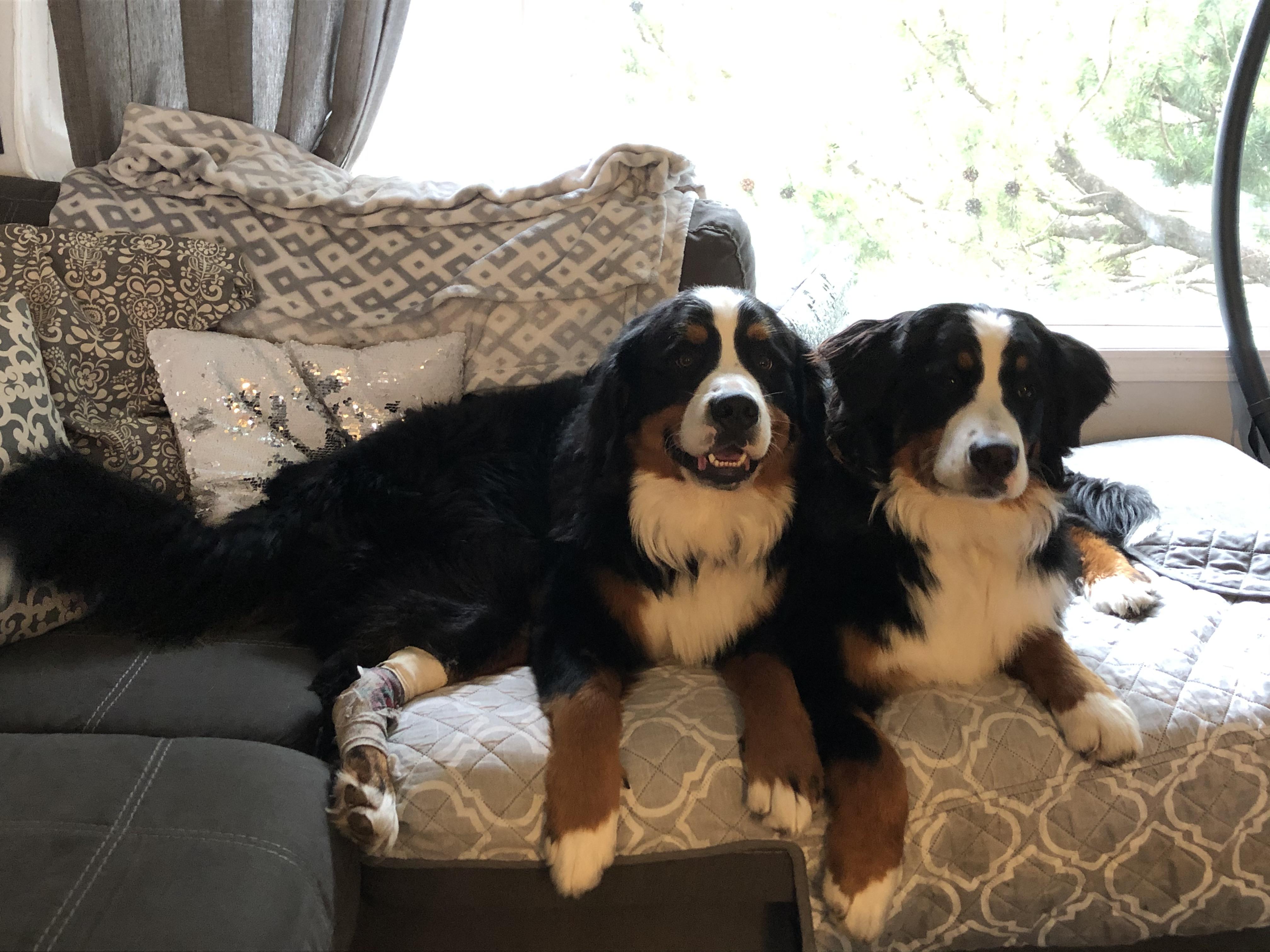 My sweet cuddle bugs | Scrolller